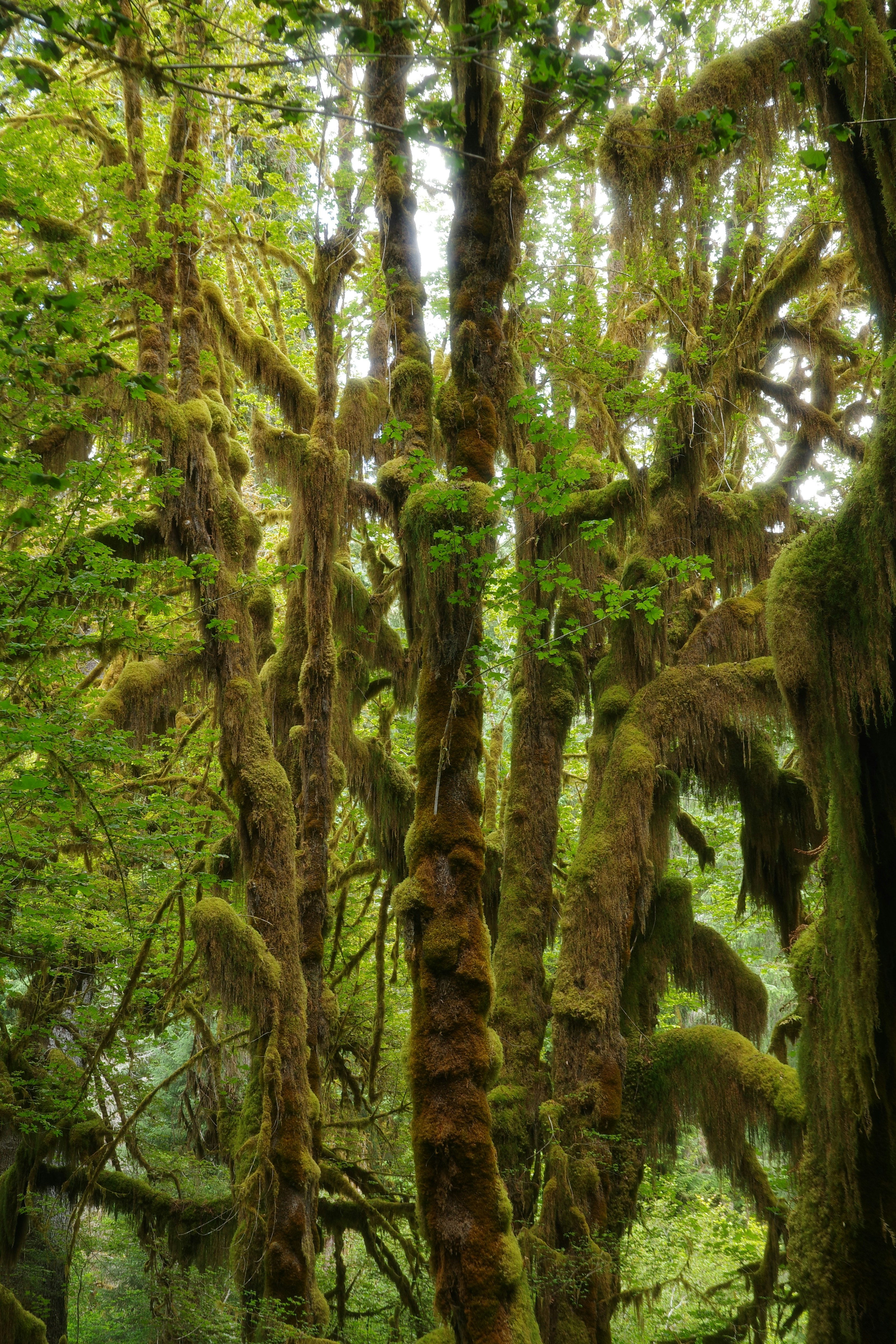 Moss-clad sentinels: a lush cedar grove shrouded in emerald threads