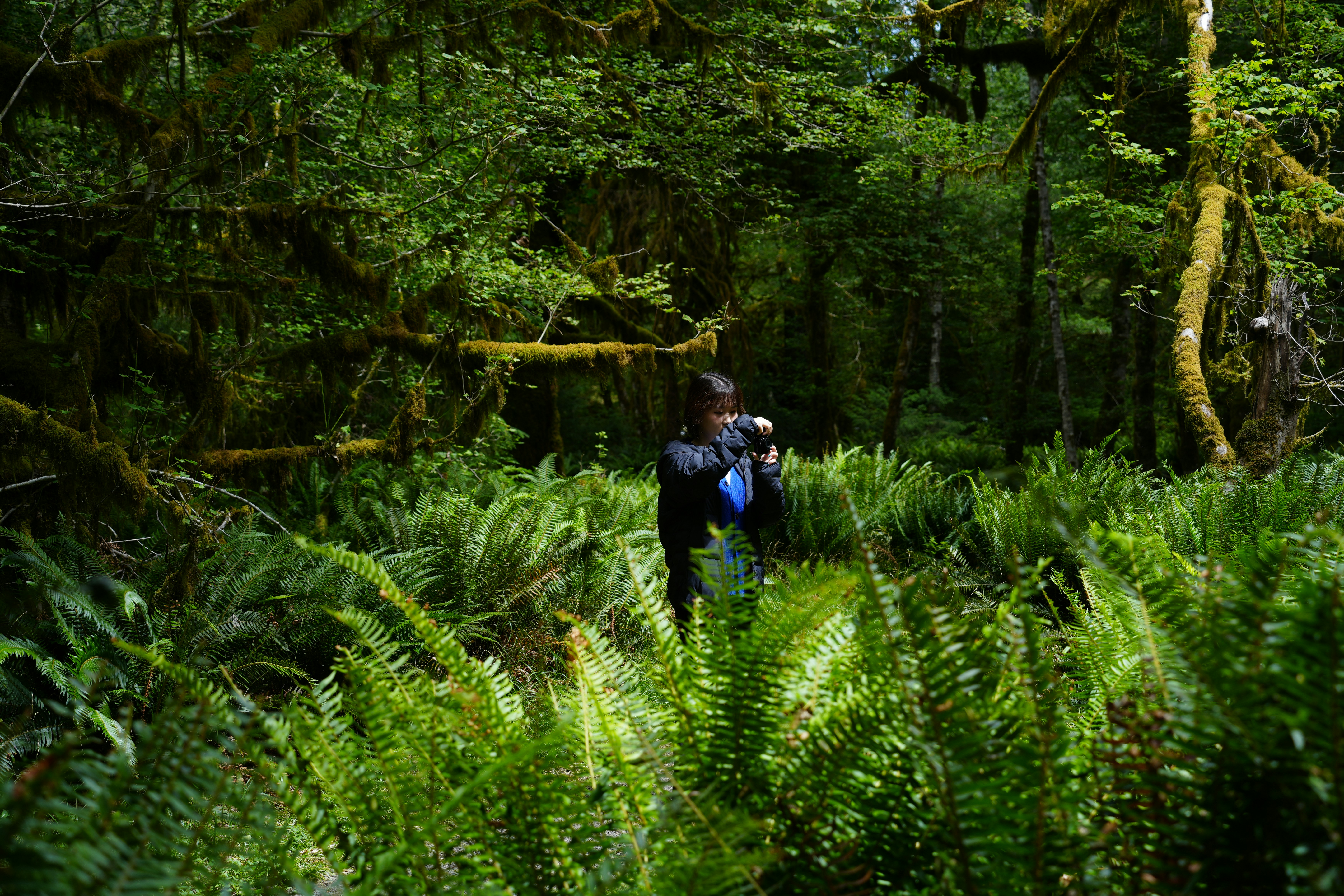 Hidden Lens in the Fern Sea