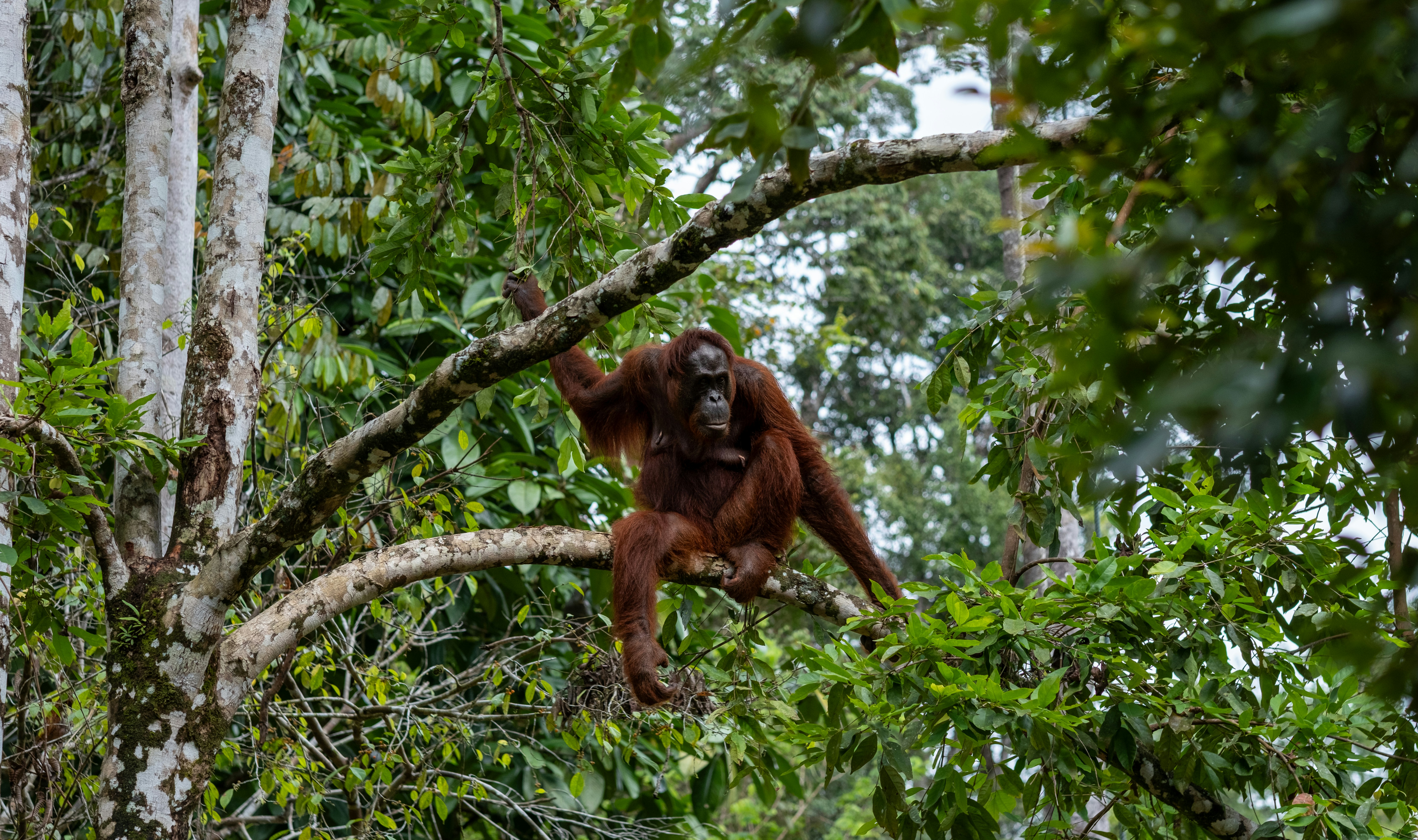 A solitary orangutan perches confidently along a mossy branch
