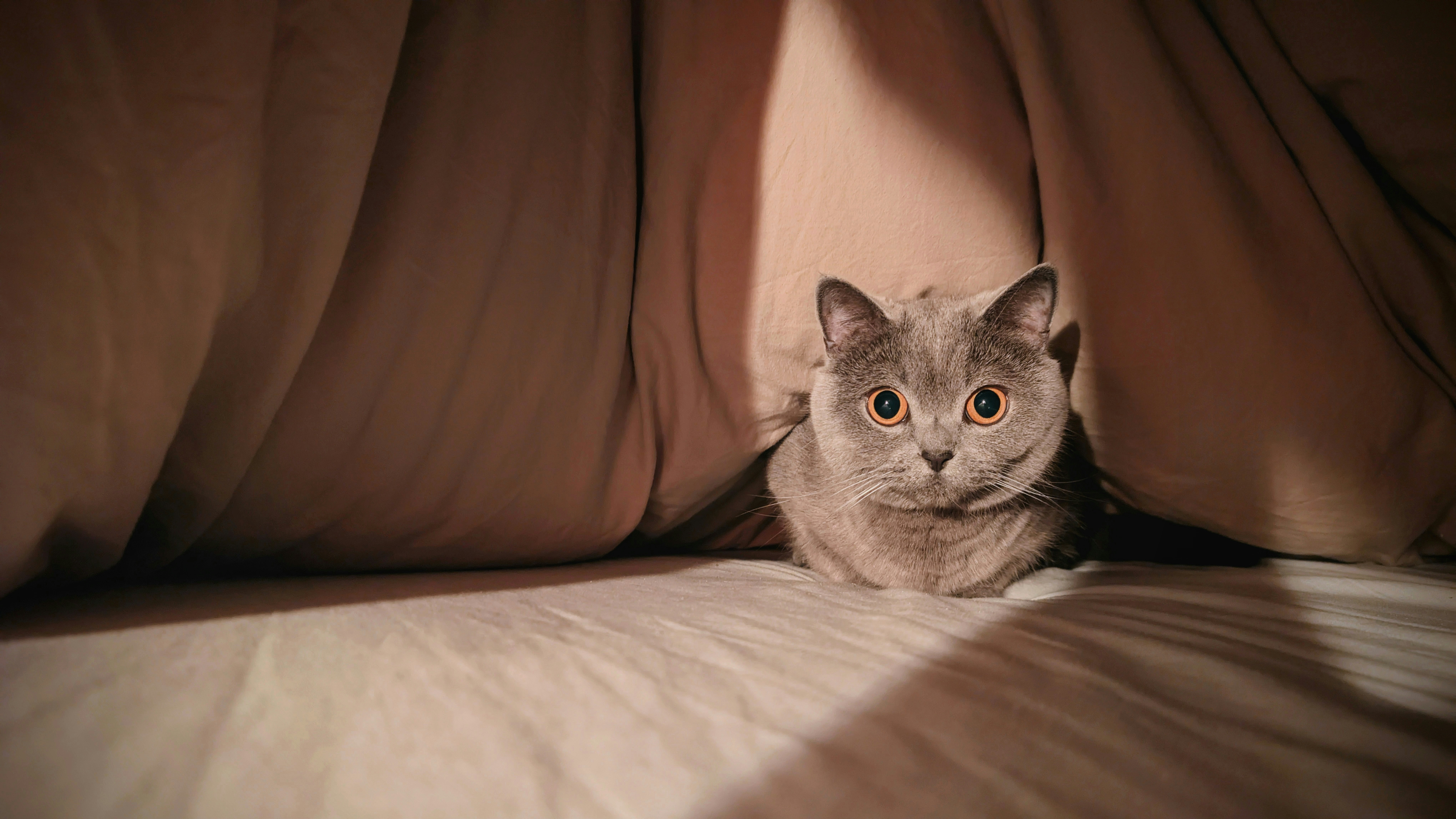 Hidden Gaze: Cat Emerging from the Bed Curtain
