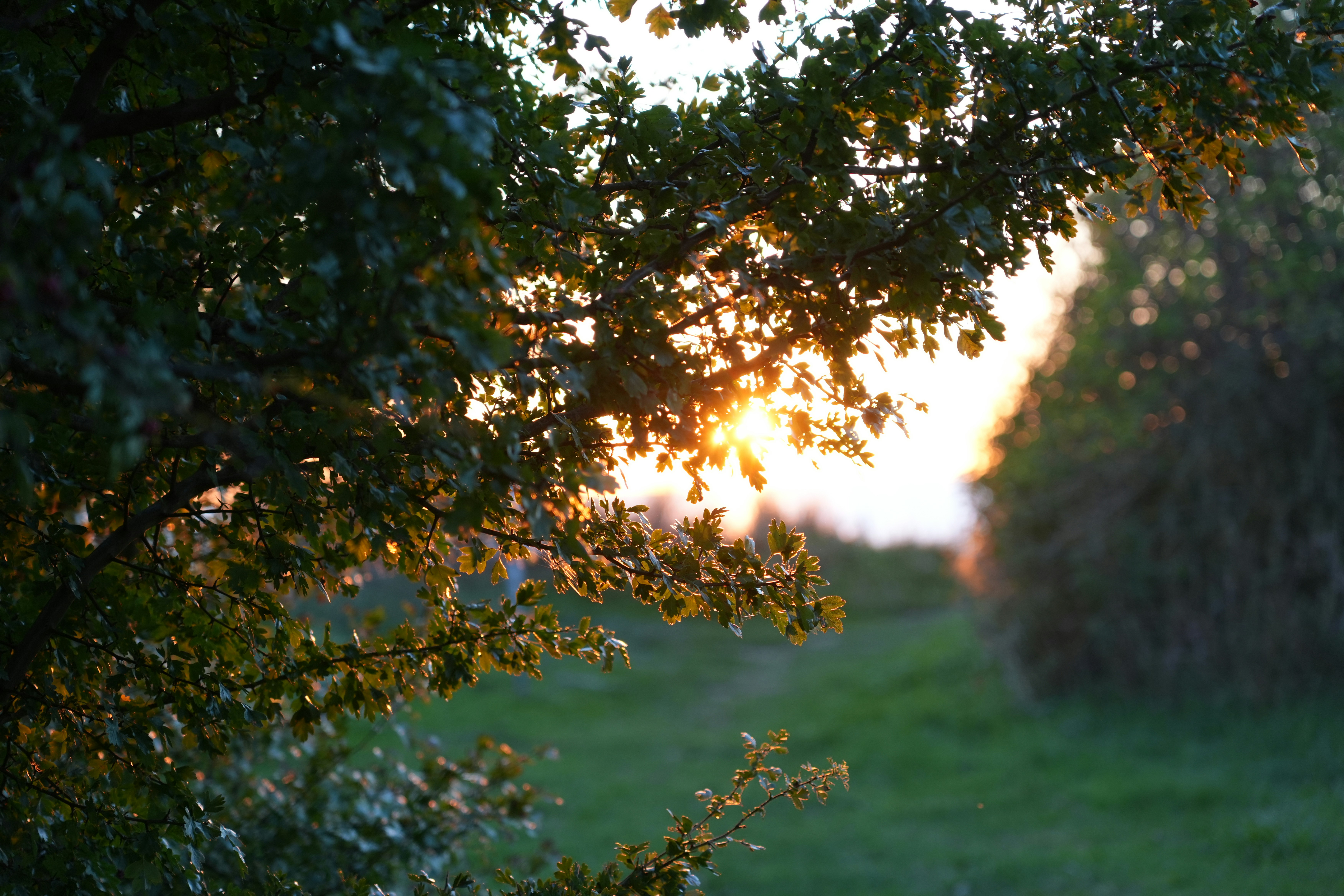 Backlit Branches: the Sun Framing through Quiet Green