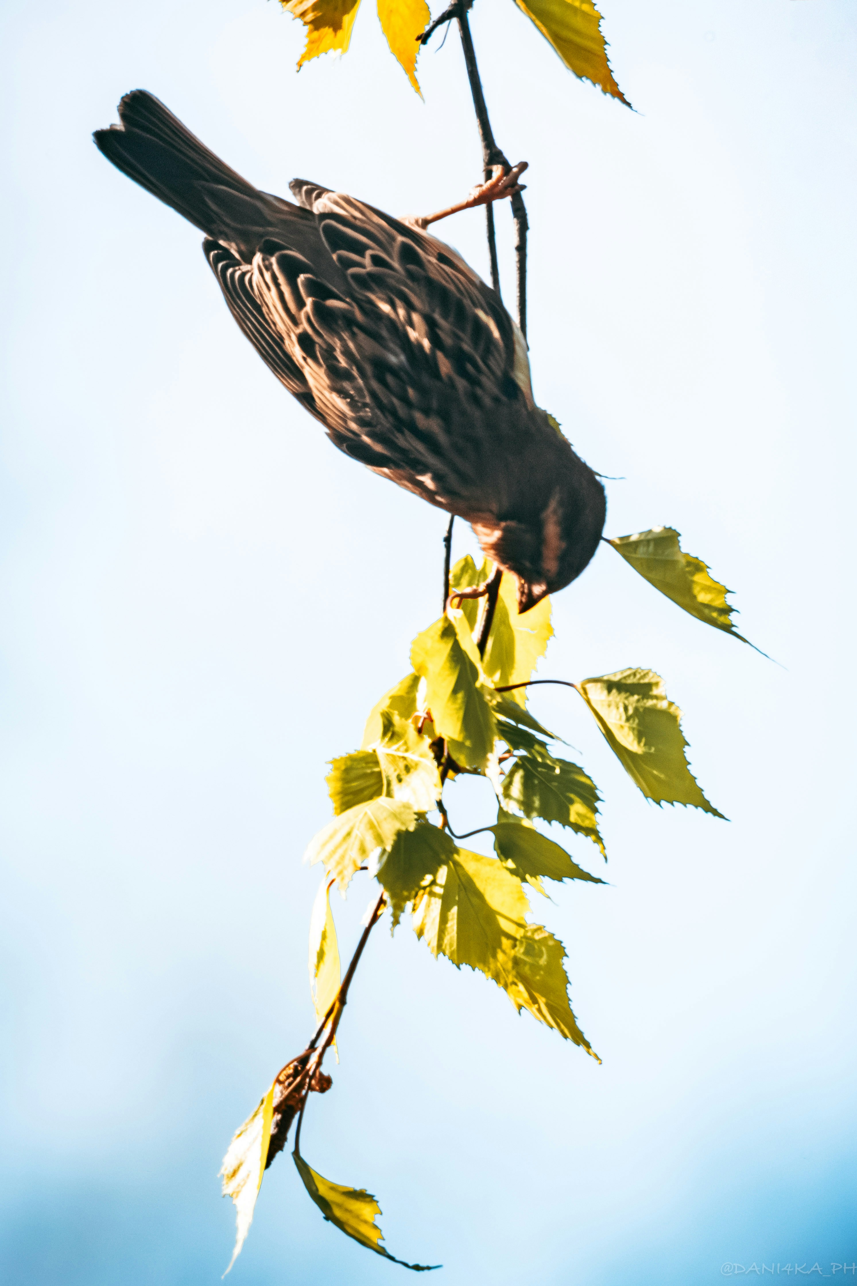 Midair Perch: A Hazel Warbler Clinging to Light