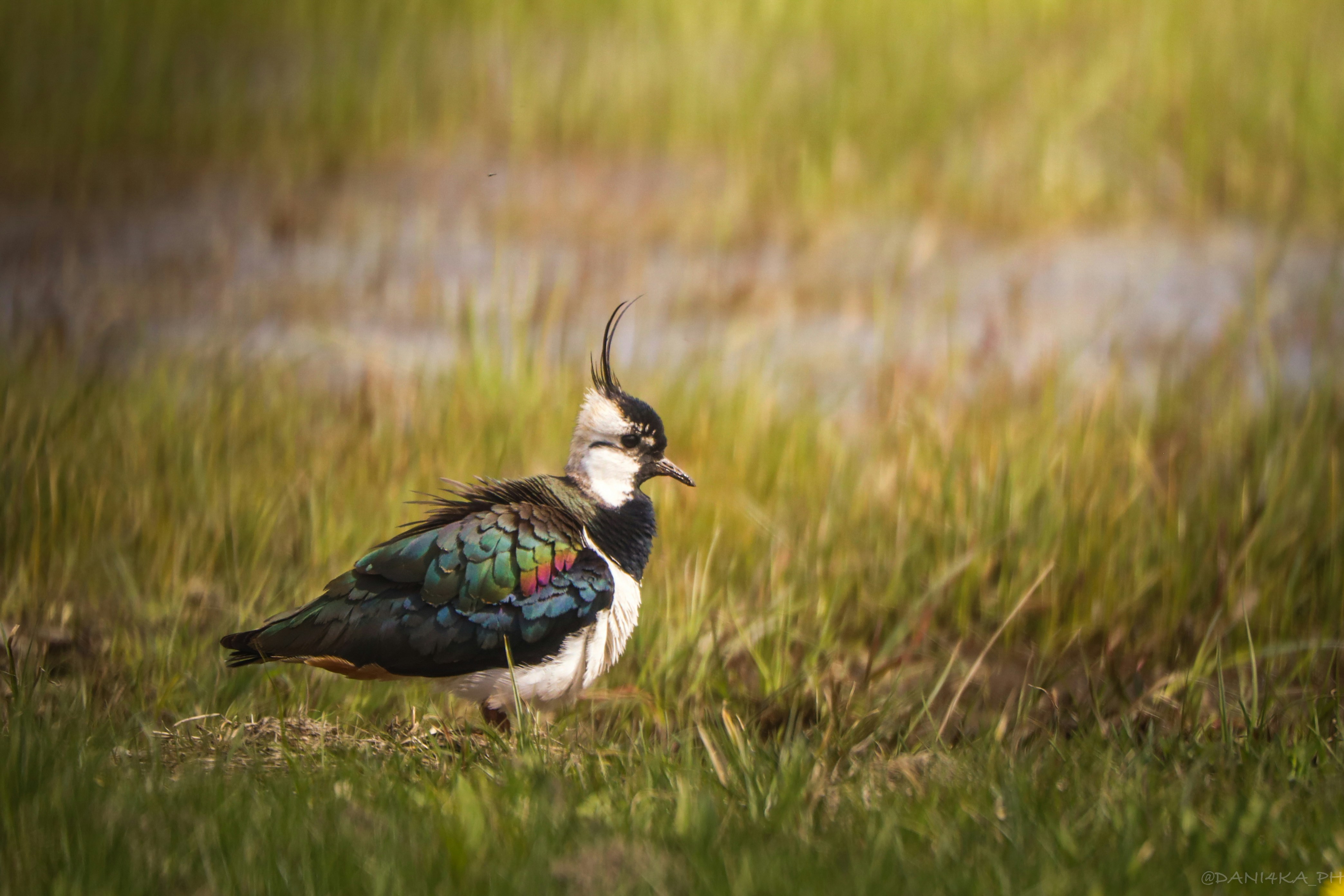 Strutting Crest and Iridescent Plumage on a Grassland Bower