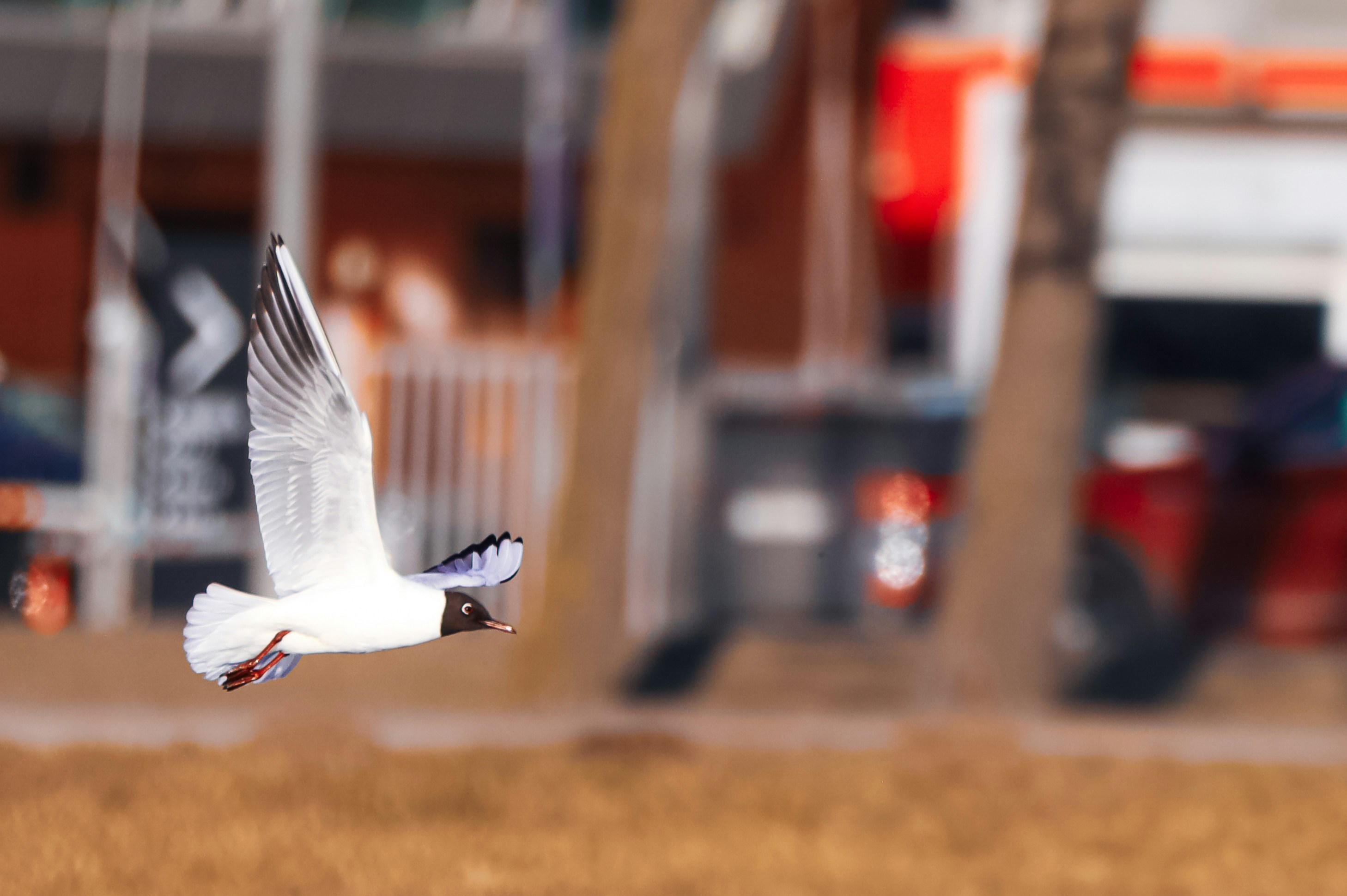 Wingbeat in the Harbour Breeze