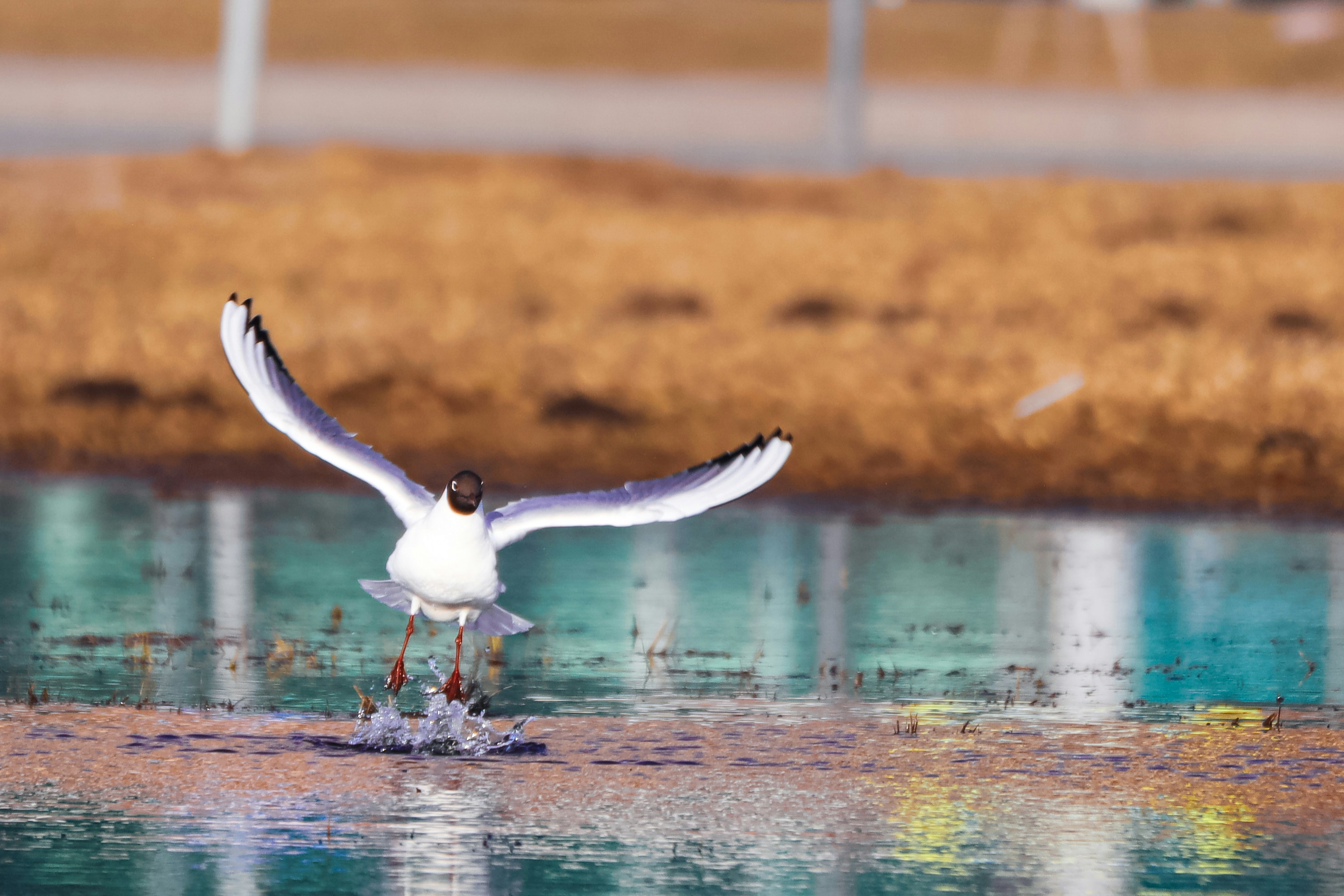 Wingbeat Crossing: Seagull Glide Over Glassy Shore
