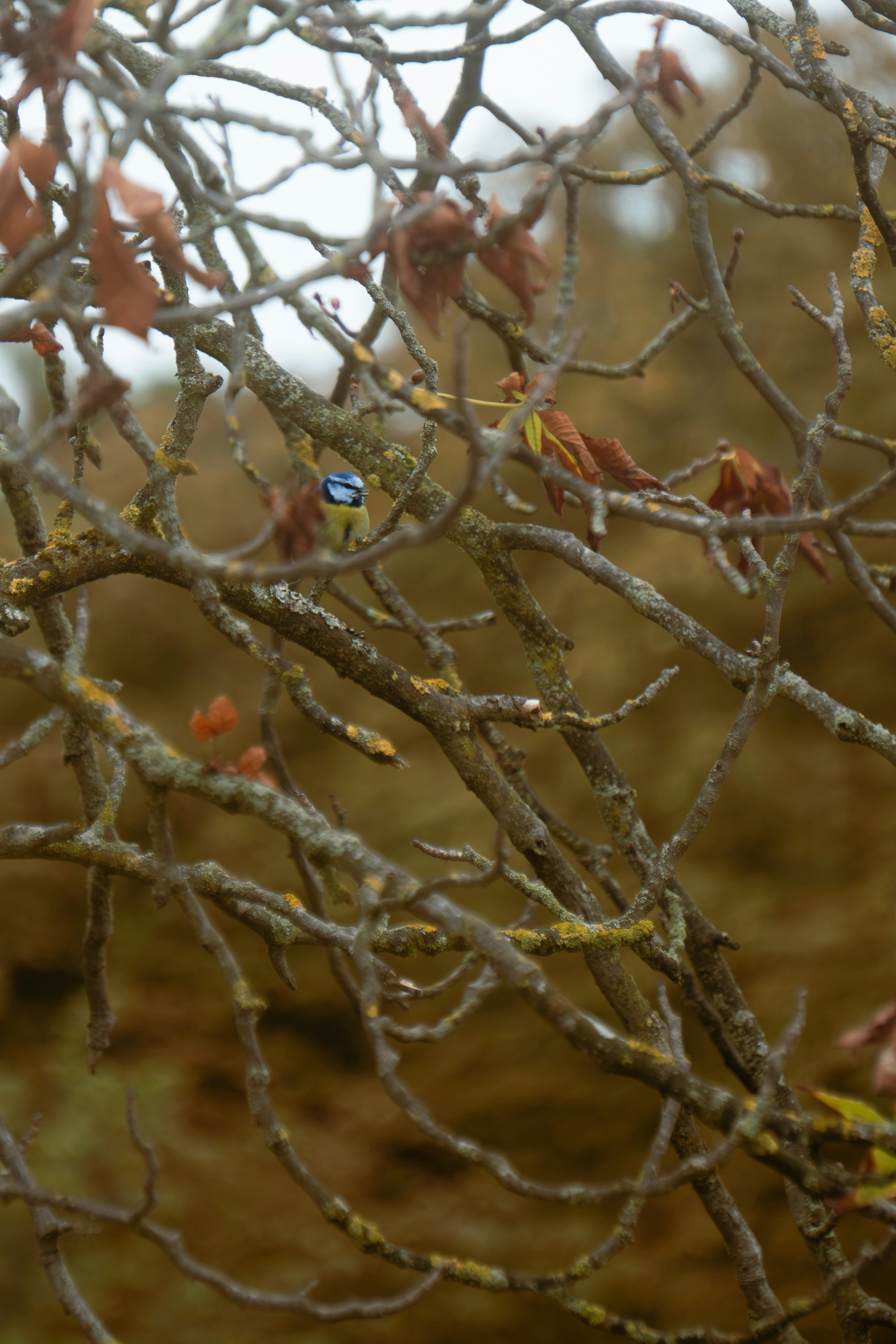 Blue and Yellow Kingfisher Peering Through Winter Branches