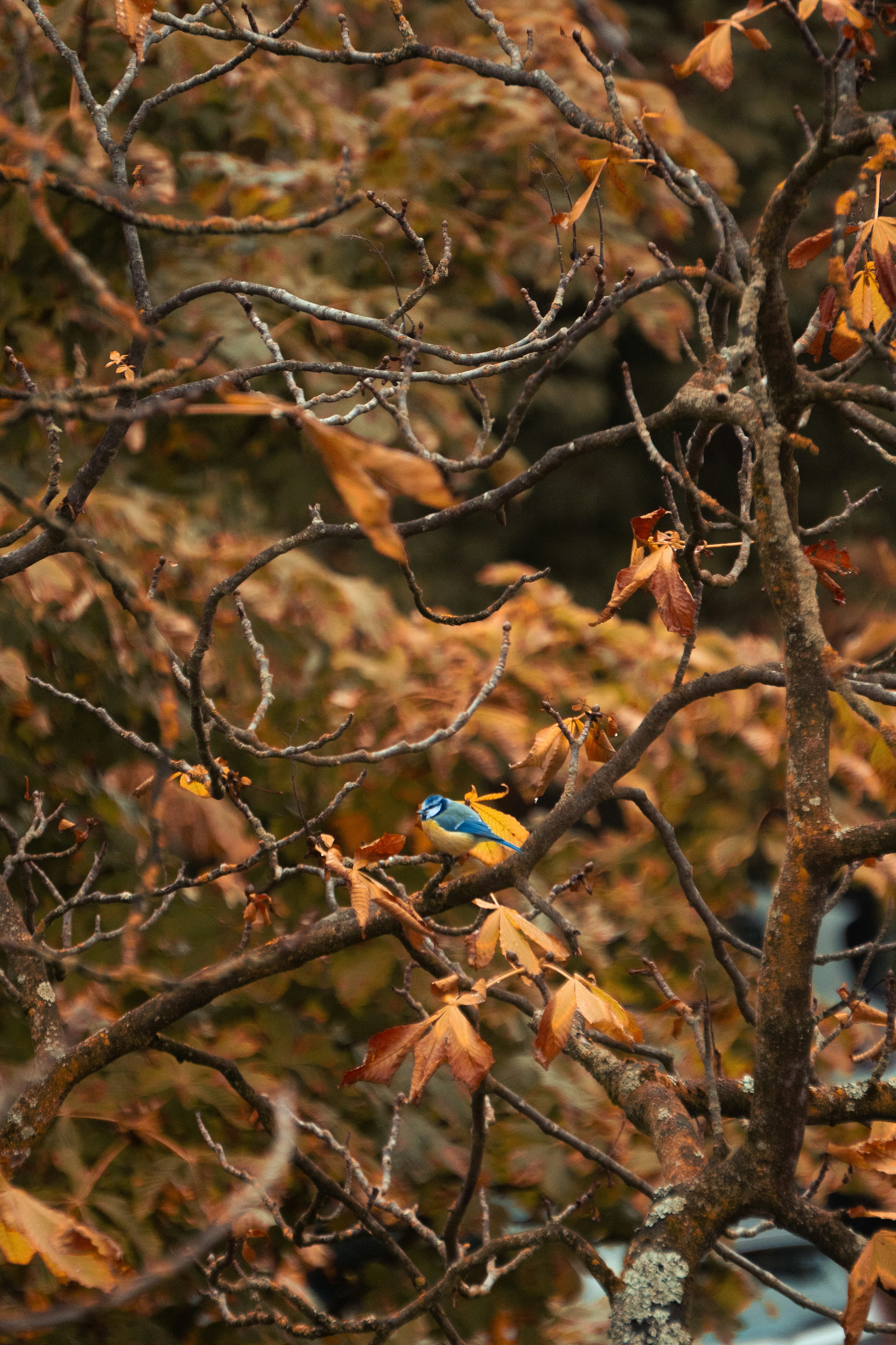Blue Kingfisher Hidden Among Autumn Twigs