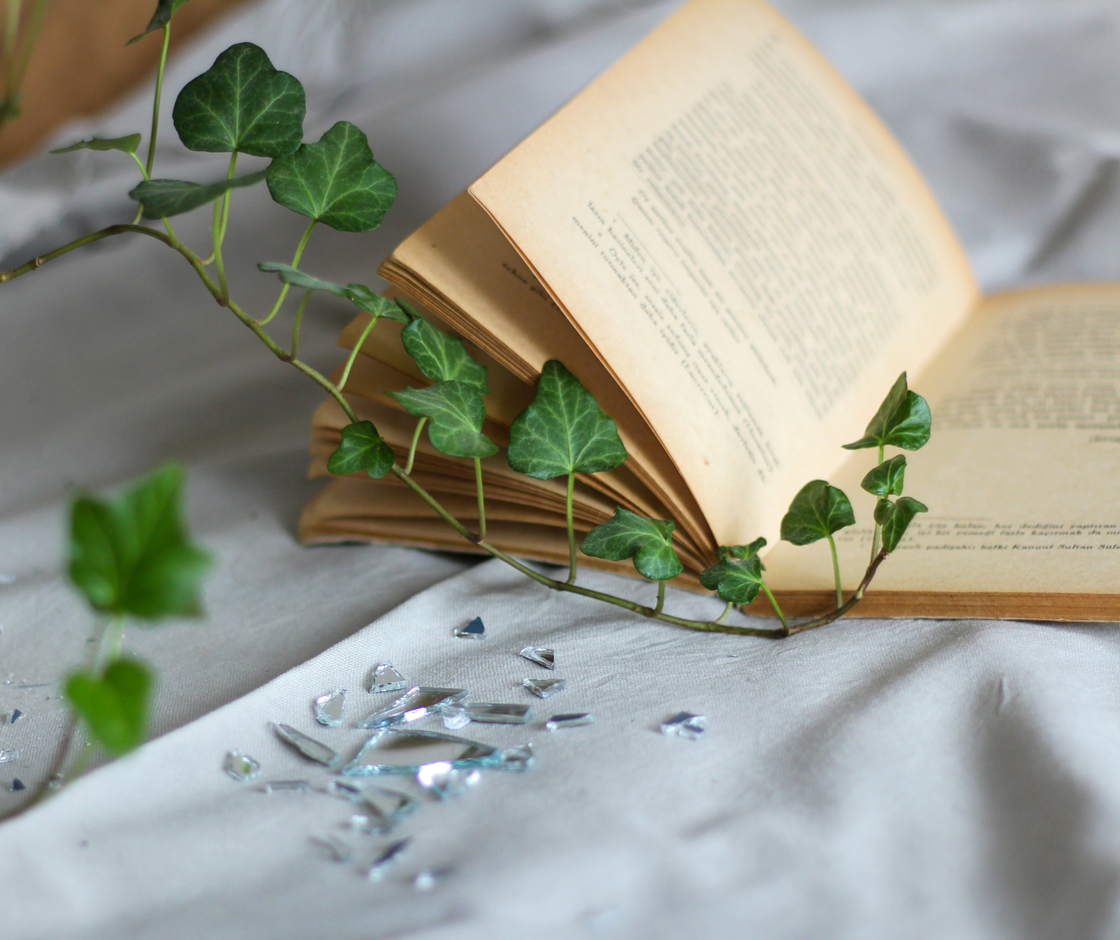 Green tendrils and weathered pages: a quiet reading nook takes root