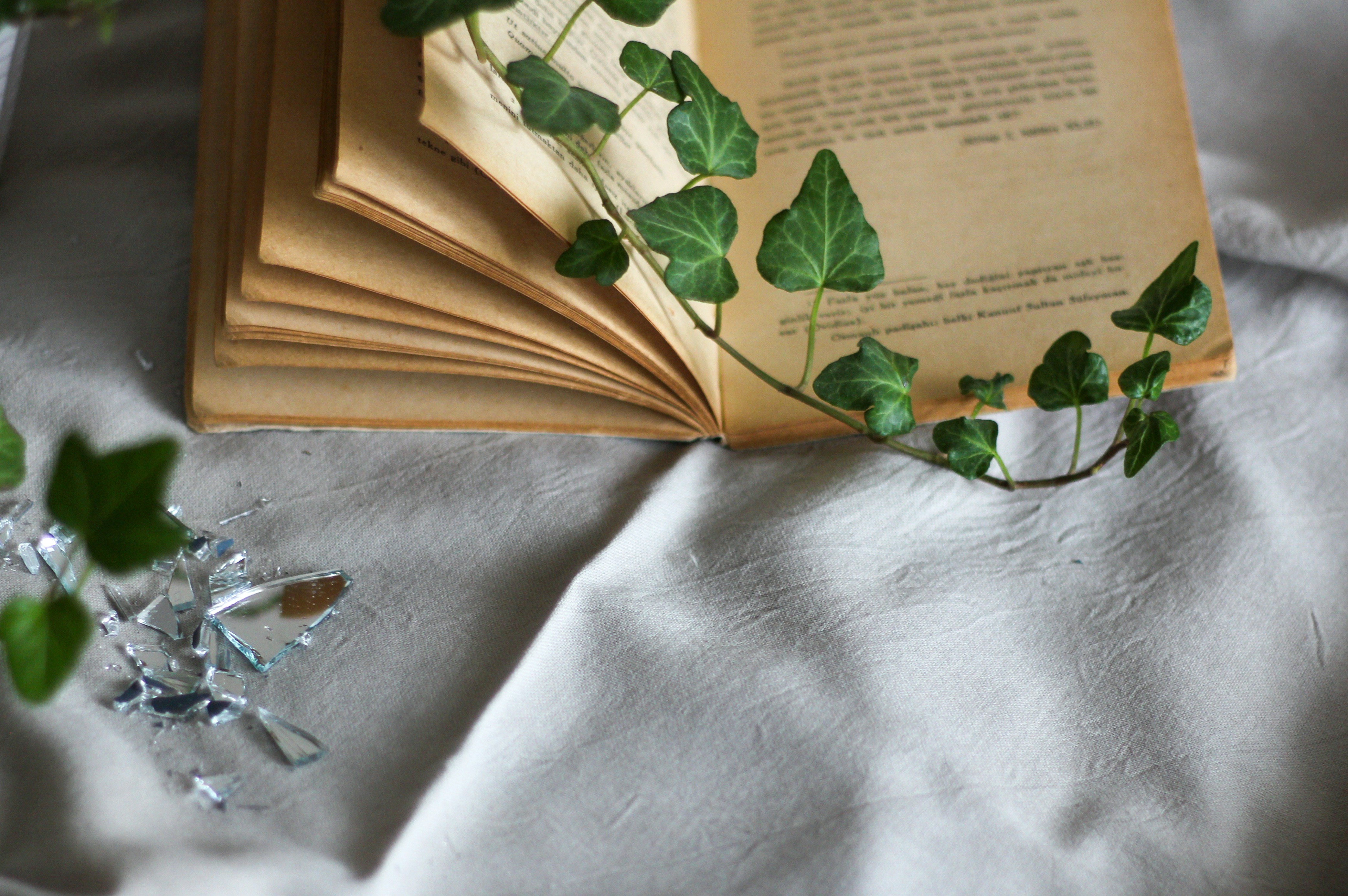 Curled Ivy and Open Pages: A Quiet Study of Nature and Time