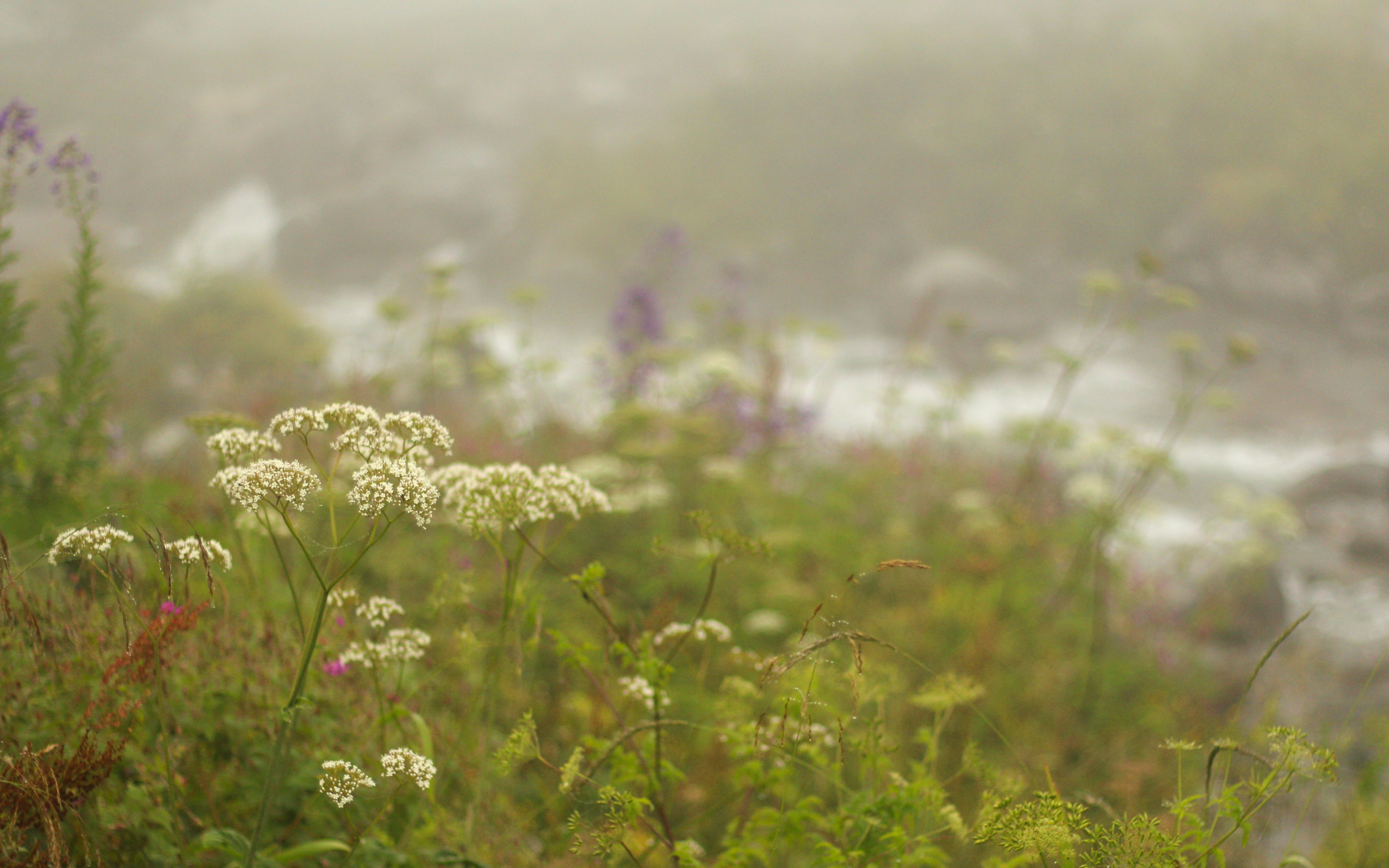 Dew-kissed Wildflowers in Soft Mist