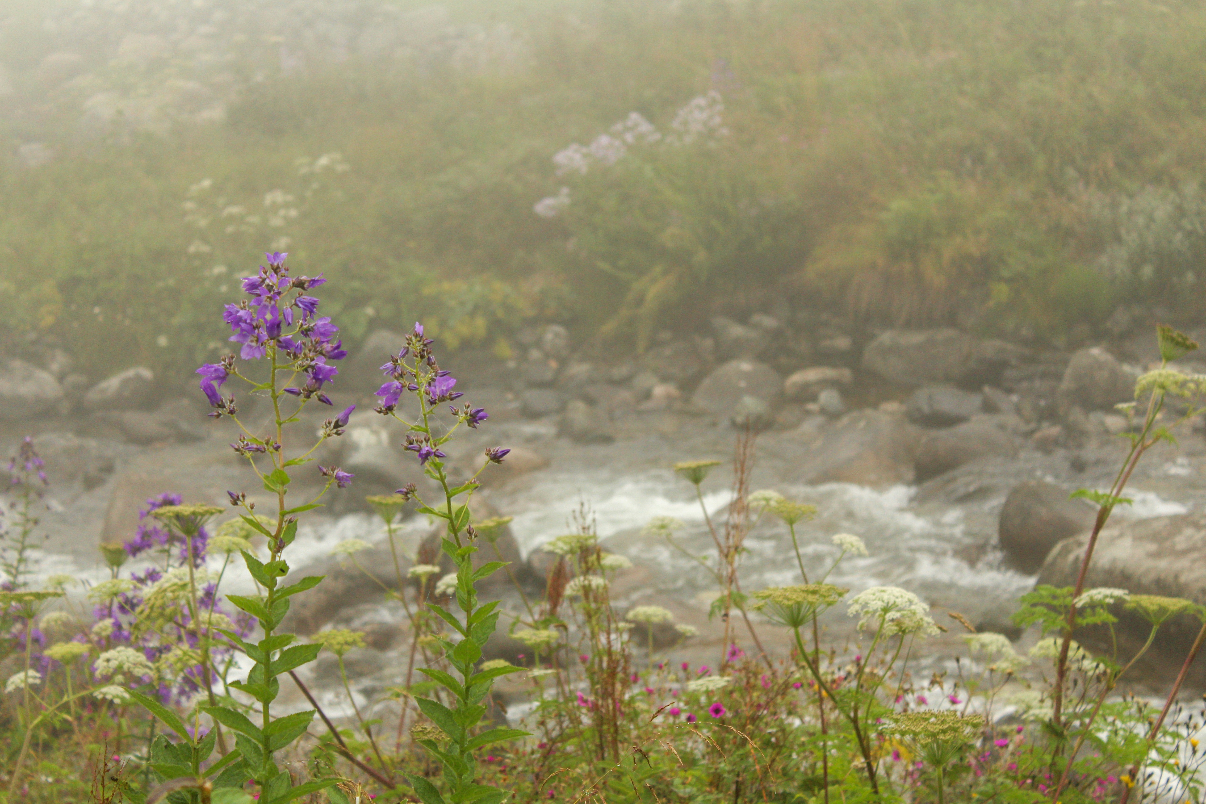 Mist Over Wildflowers by a Stone River