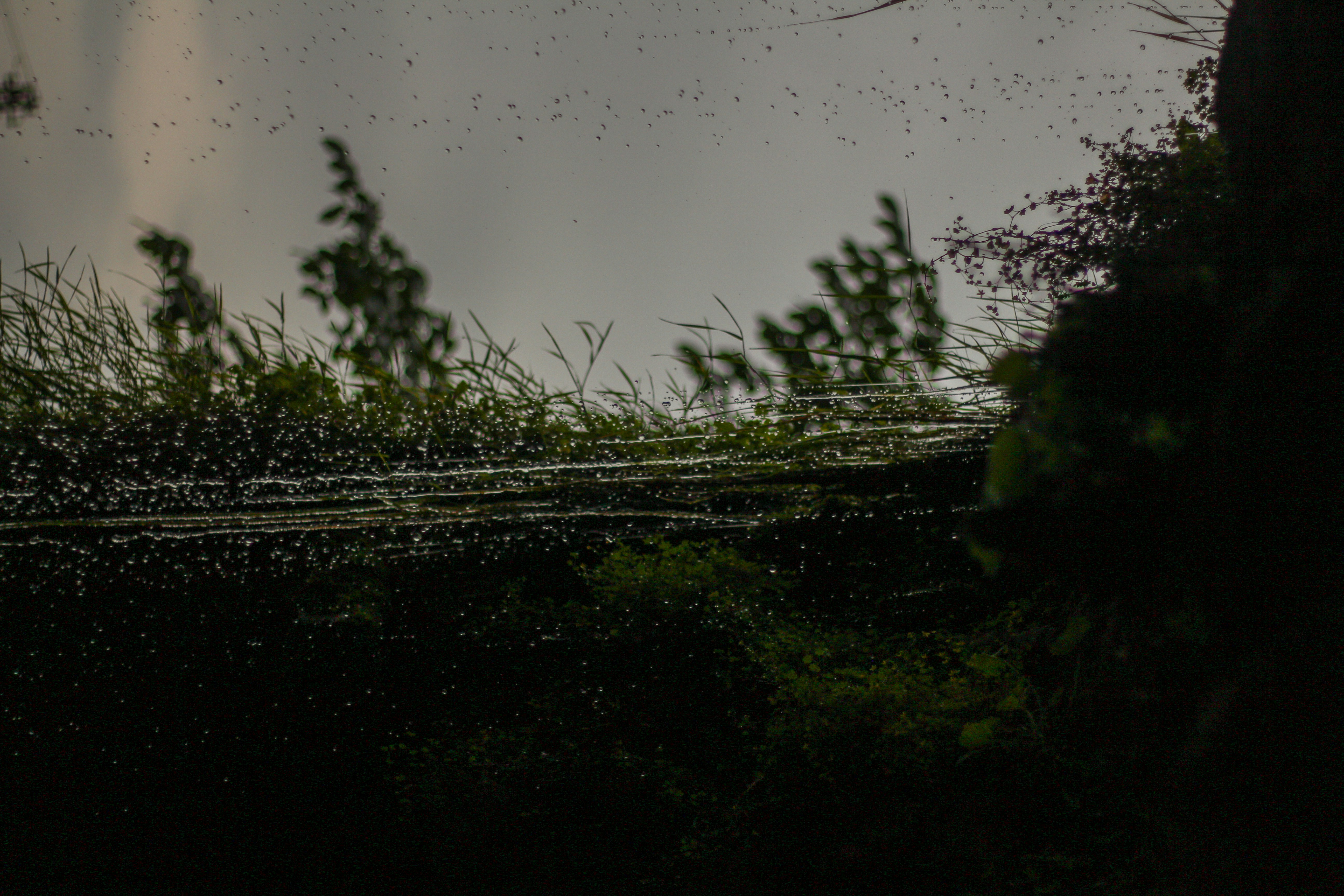 Whispers of a Hidden Stream: Spider Silk and Dusk