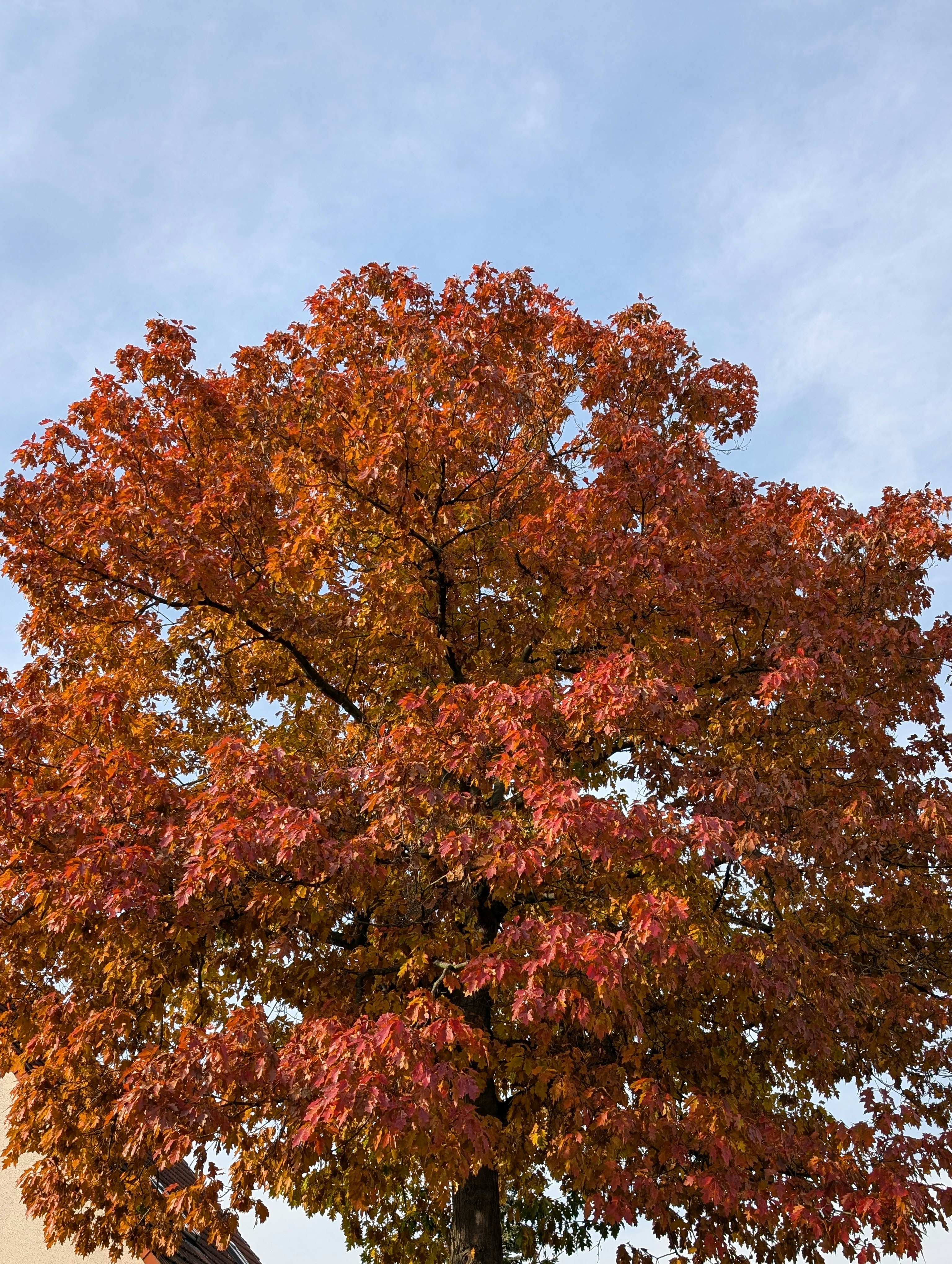 Autumn Crown: Vivid Maple Foliage Against a Clear Sky