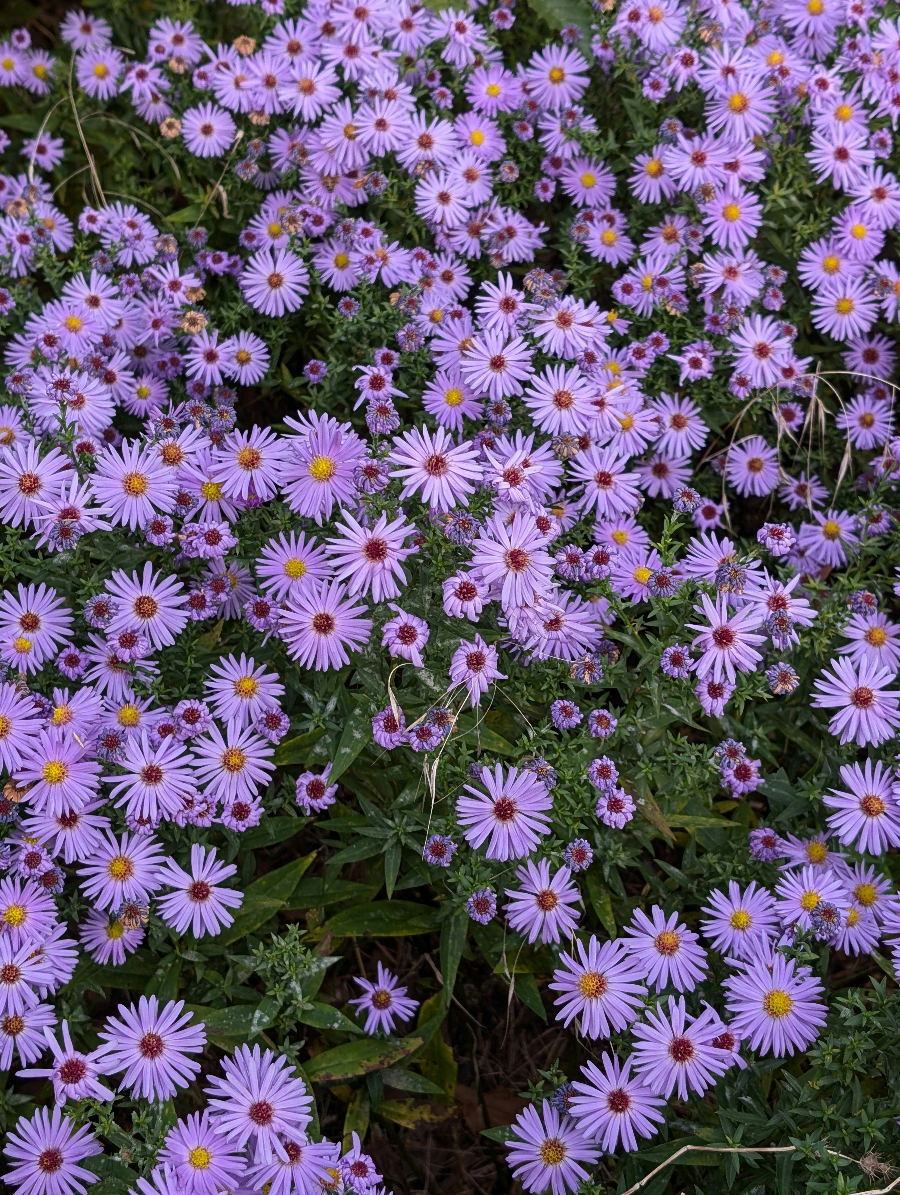 Lavender Sea of Daisies: A Bloom Dense with Purple Discs and Sunlit Centers