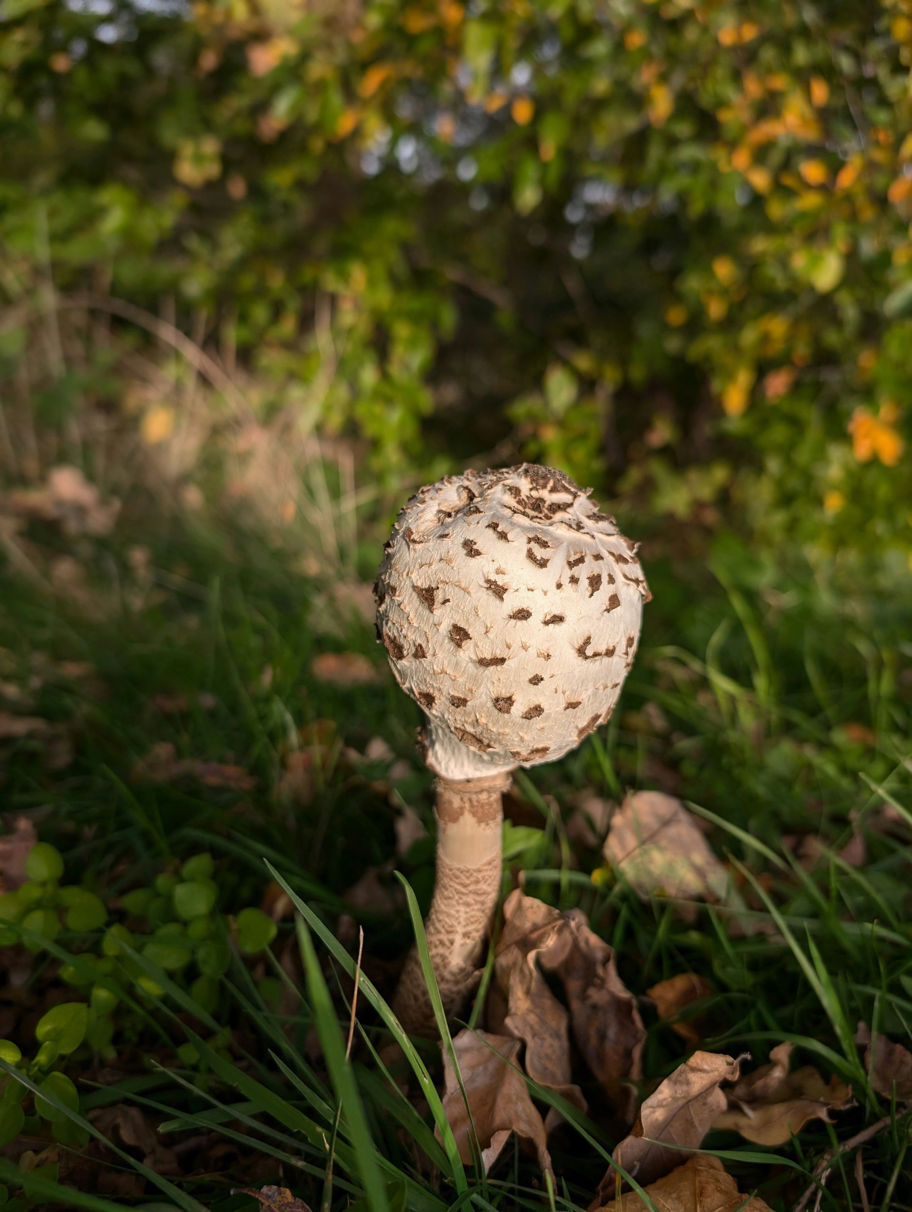 Lone Shroom Standing Guard in Dappled Autumn Light