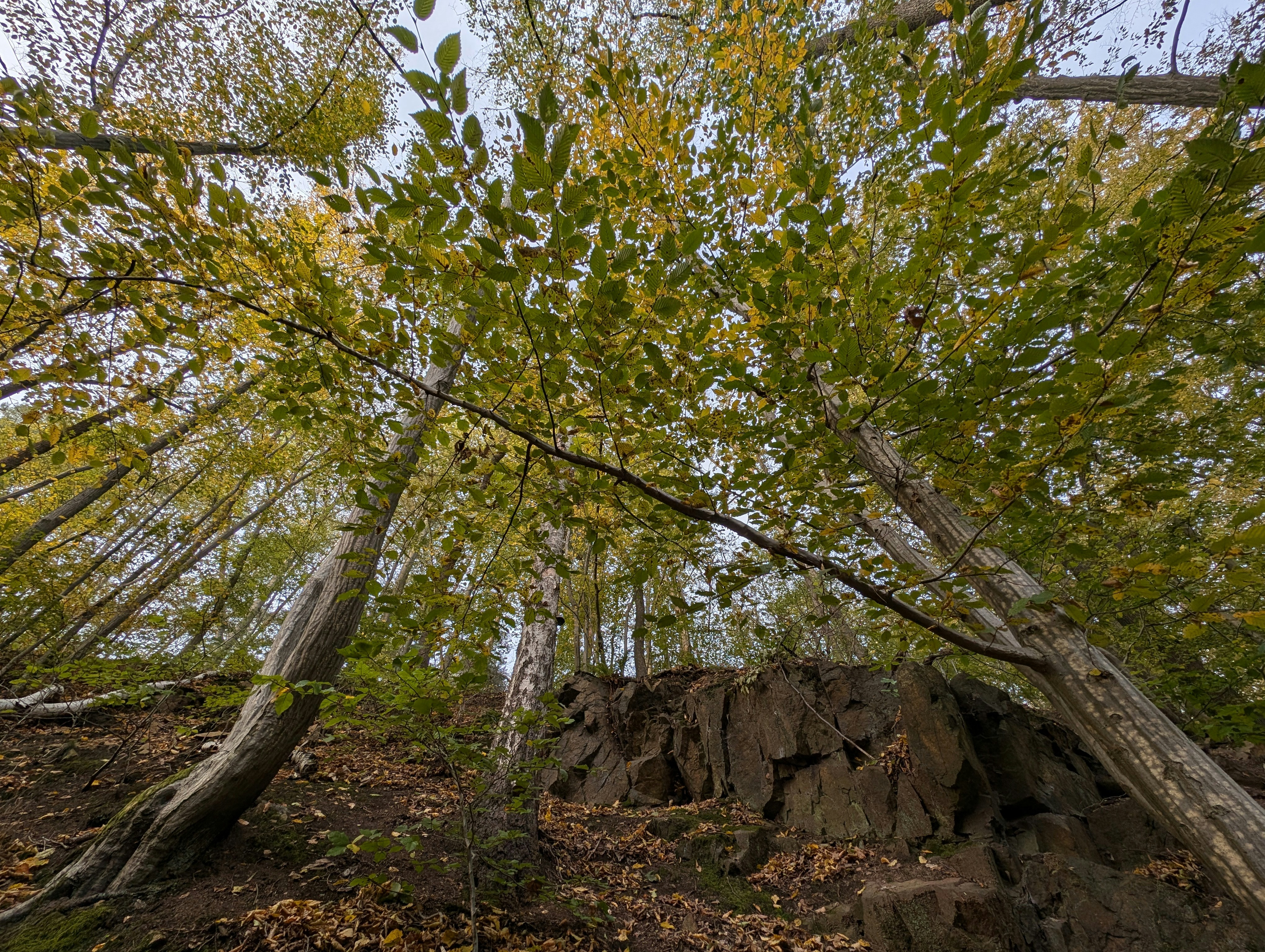 Tree Canopy Ascent: Grounded Rocks Beneath a Lilt of Leaves