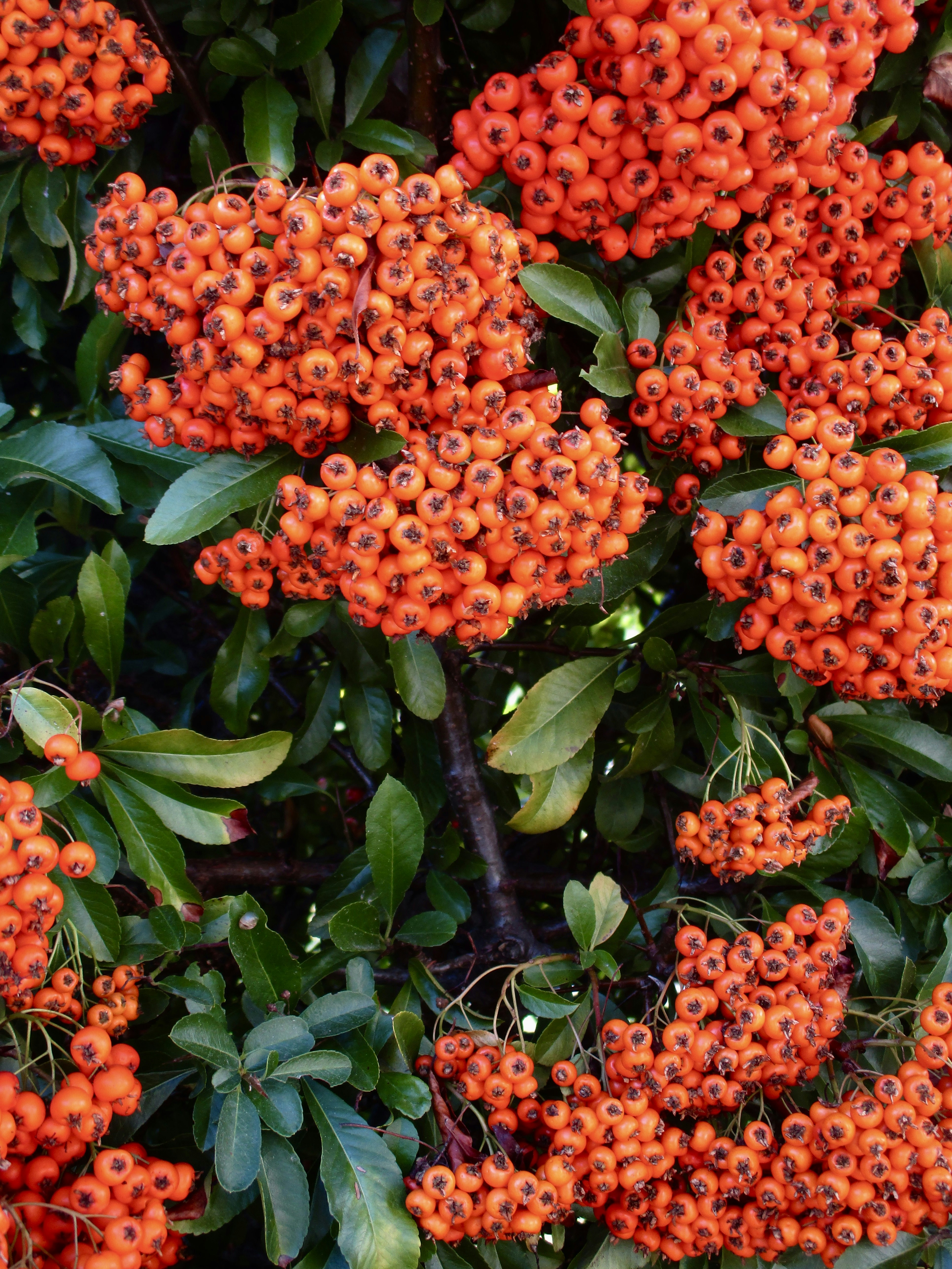 Orange Berries in Sunlit Hedge: A Verdant Burst of Color
