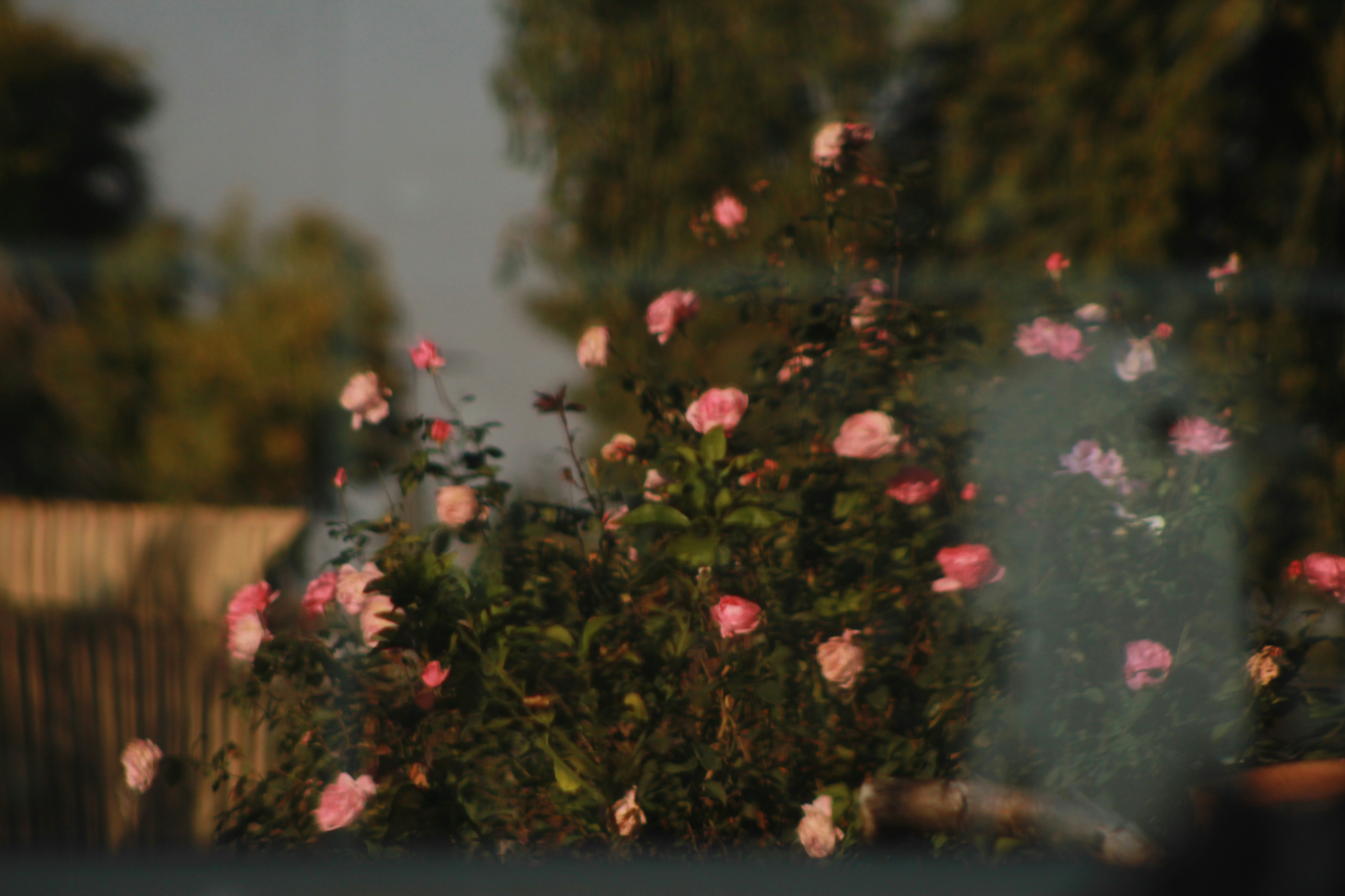 Blooming Blur Through a Garden Window