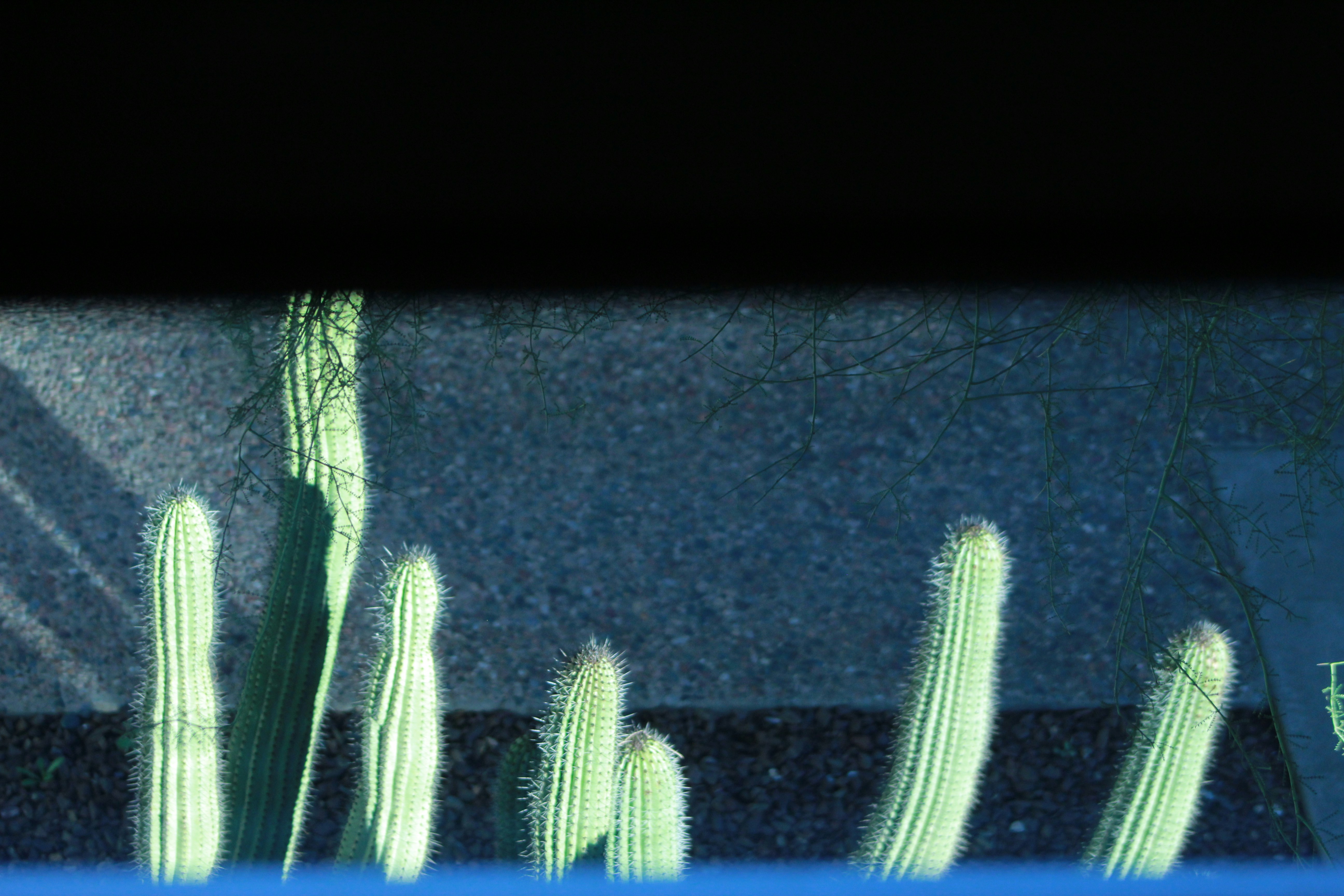 Desert Cacti Rise Above a Waterline