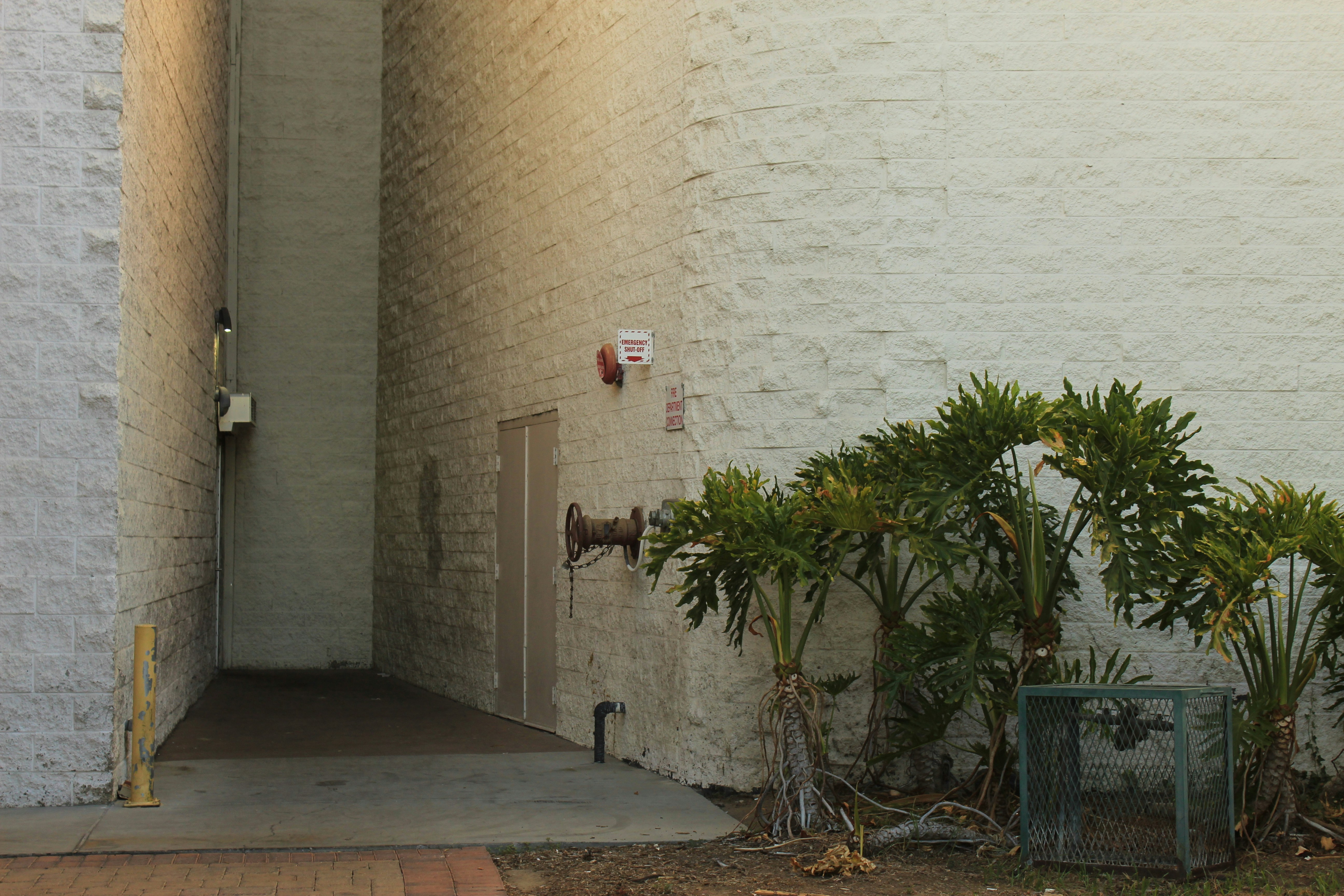 Back Alley Approach: A Quiet Service Door Beside Verdant Shrubs