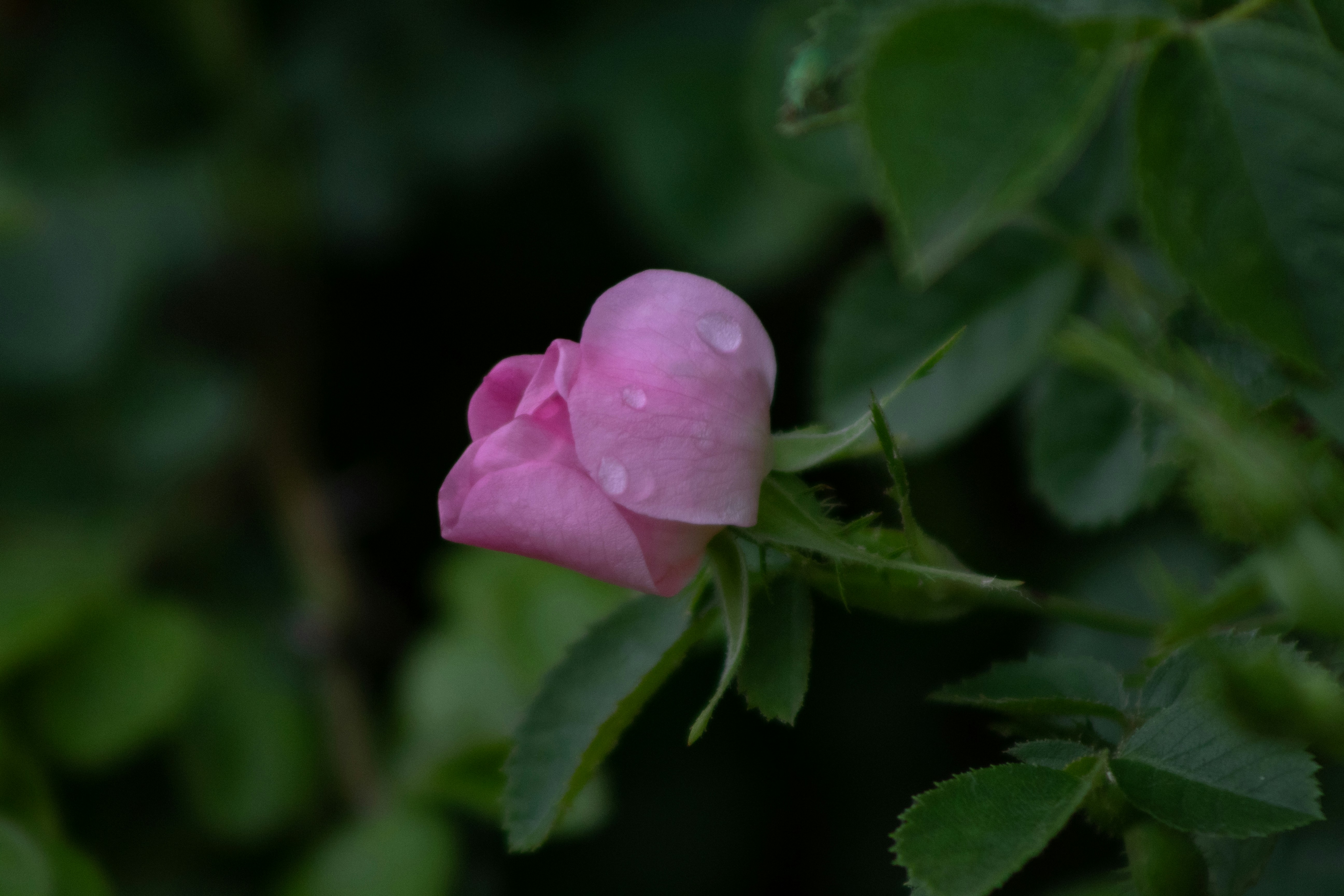 Close-up Rosebud: a delicate pink blossom emerging from a shadowed hedge