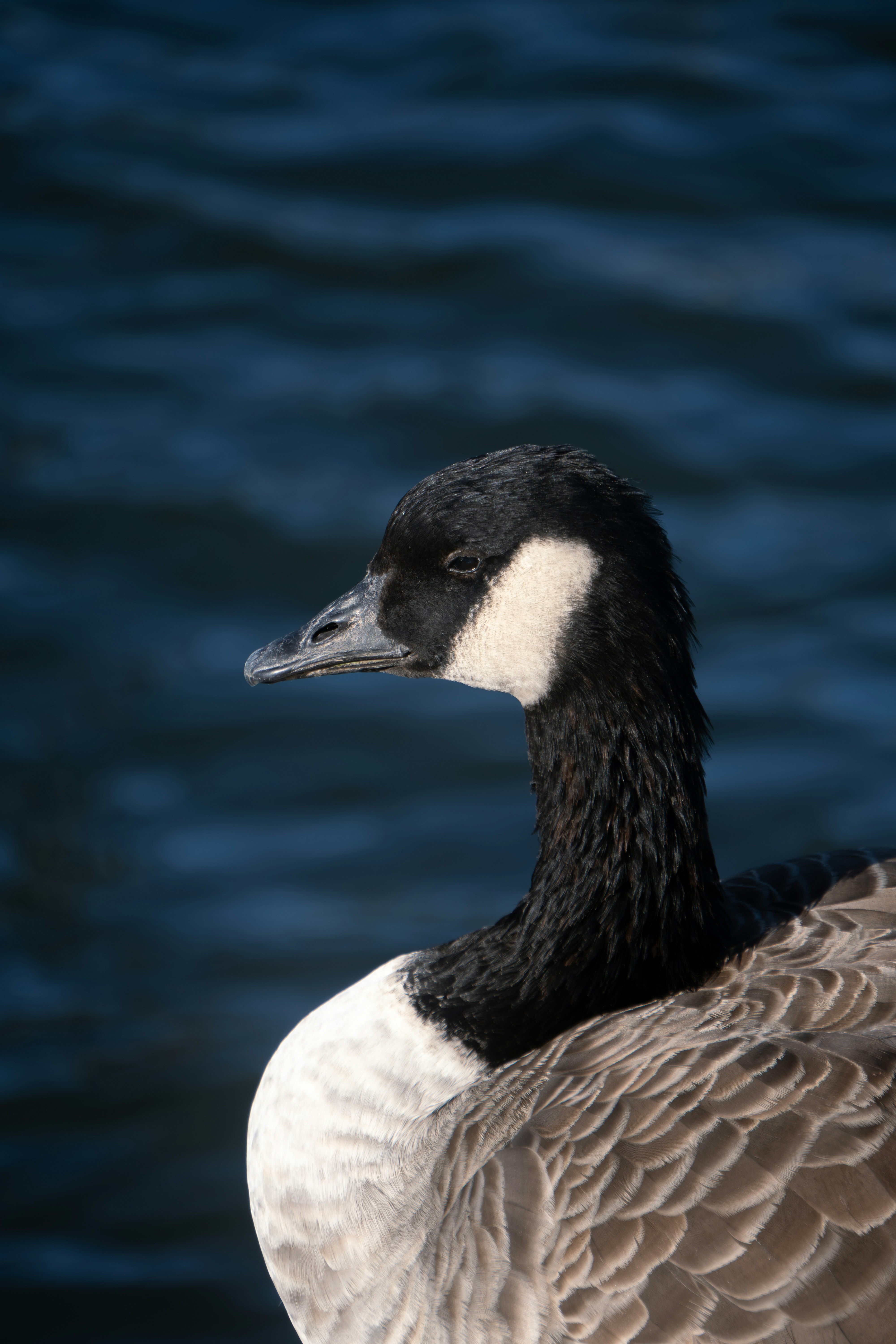 Black-necked Goose in Portrait against a Velvet Lake