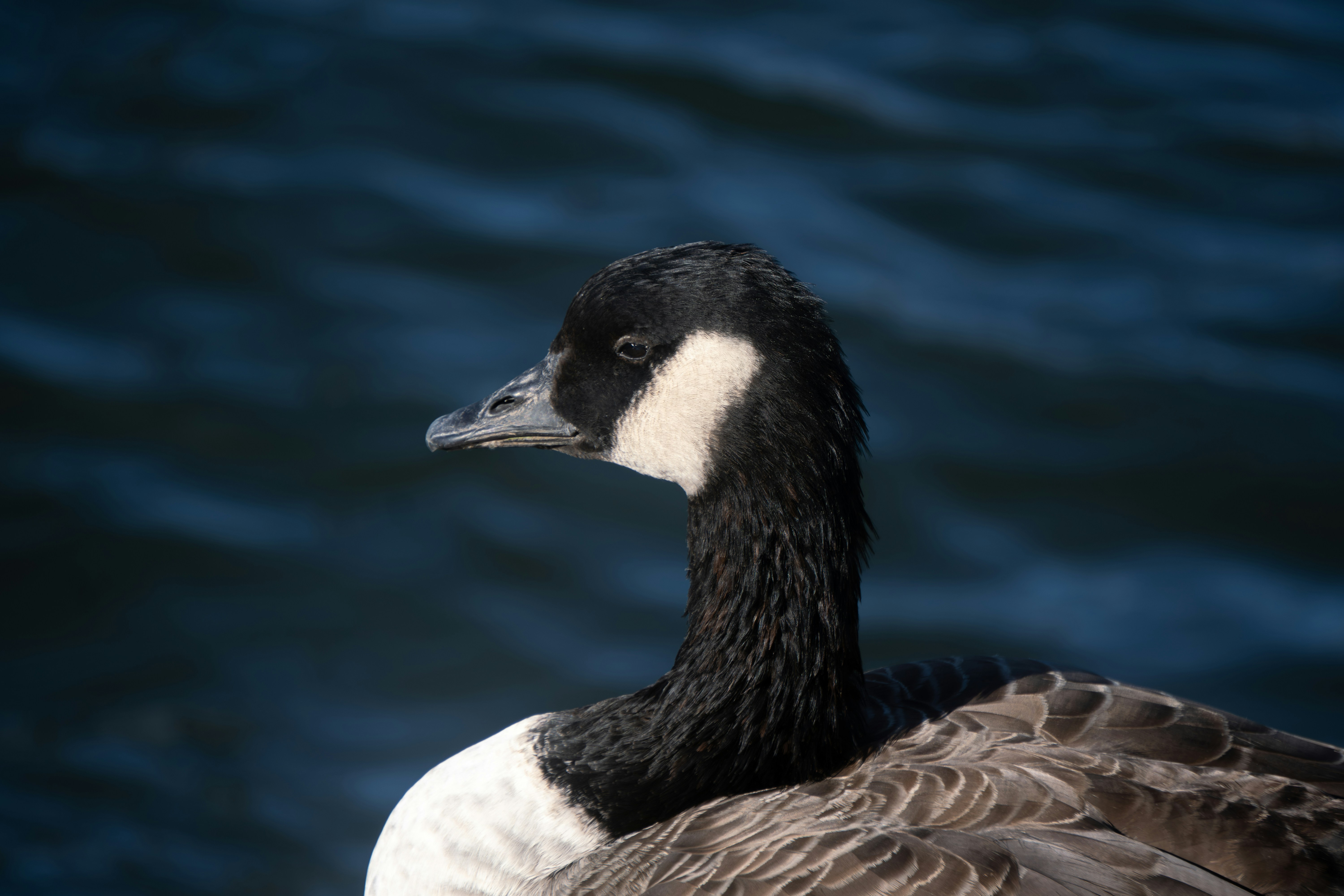 Graceful Black-Headed Geese in Quiet Water