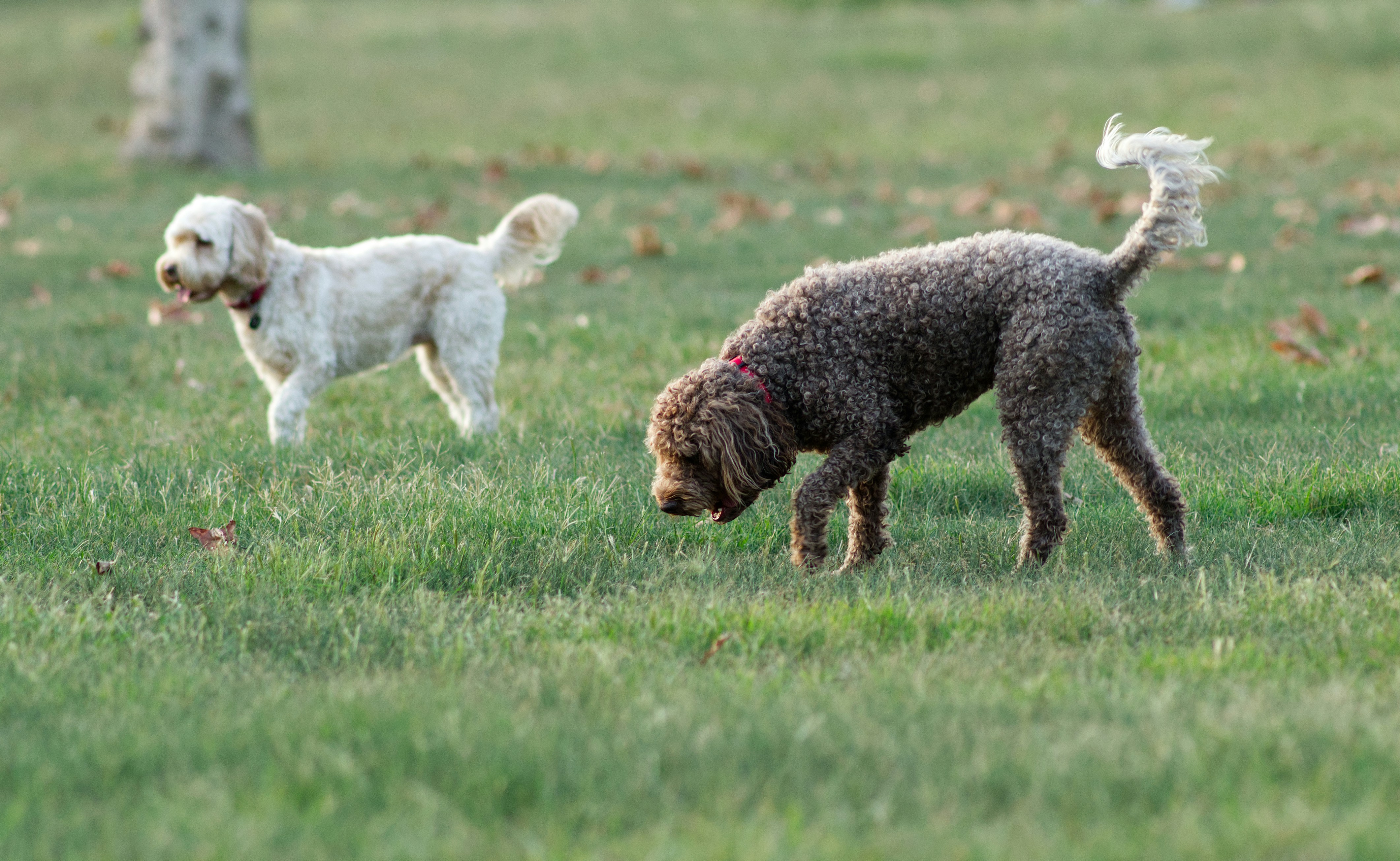 Two dogs explore a grassy park as leaves drift and sunlight gleams on the scene.