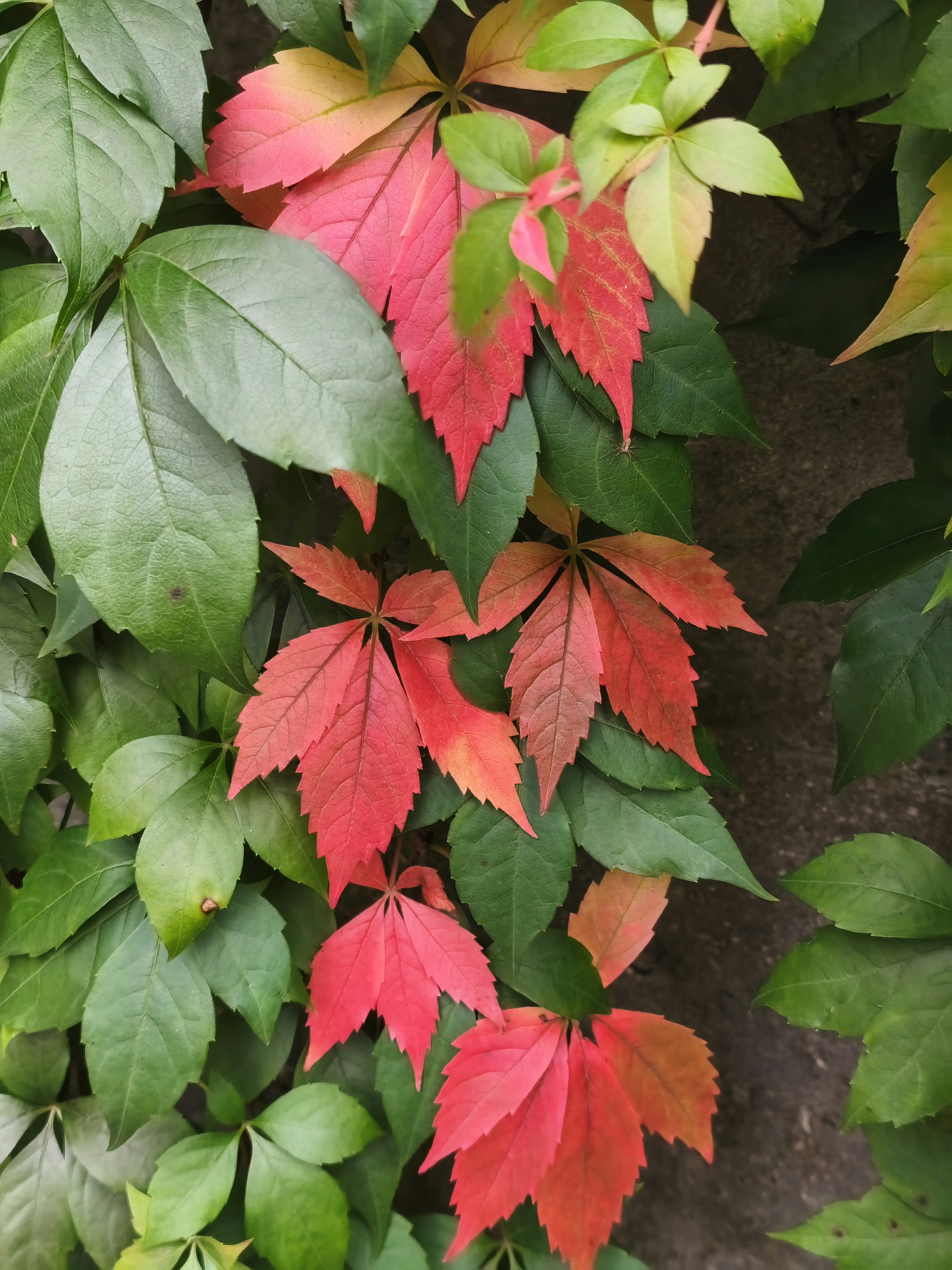Colorful Autumn leaves