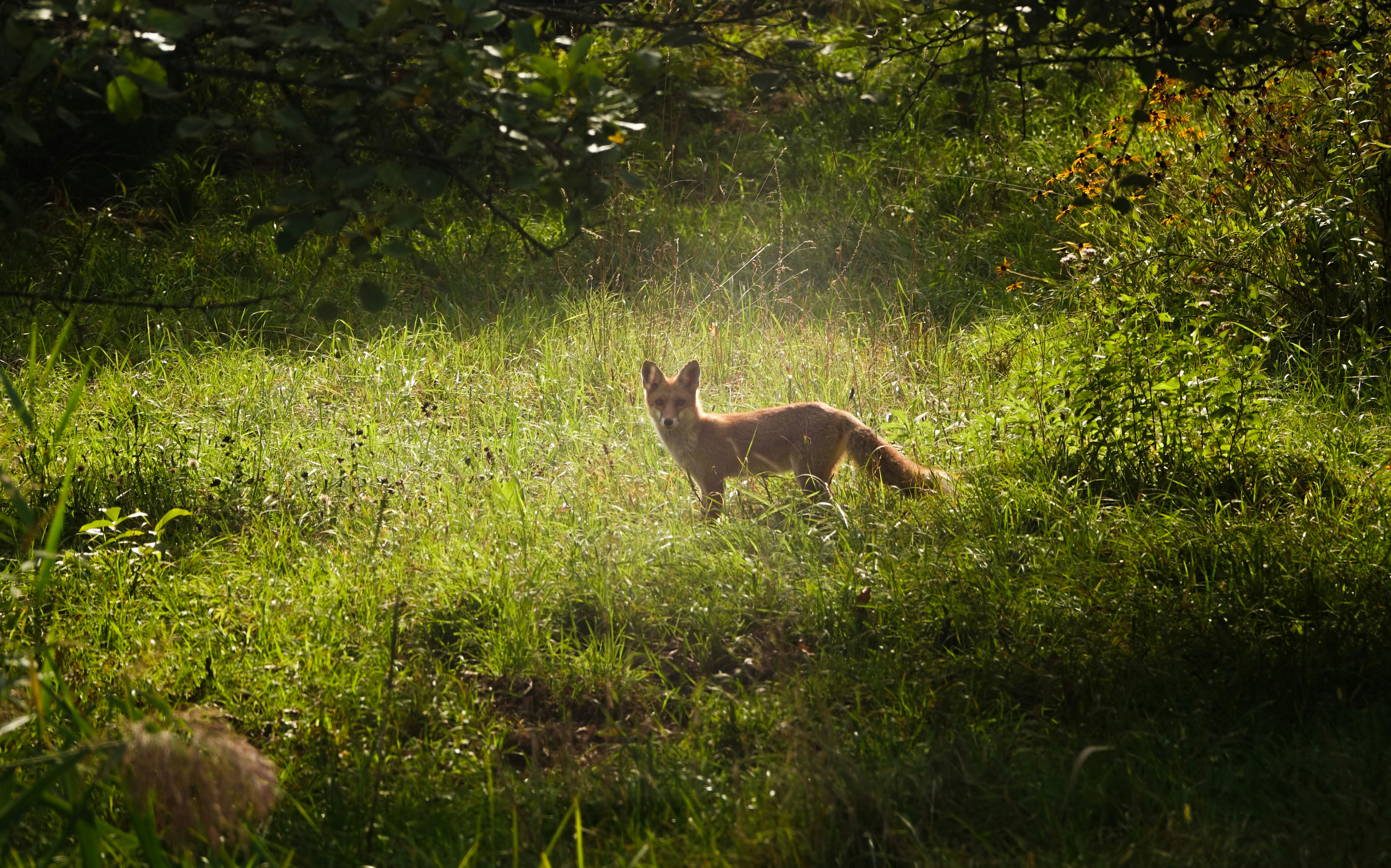 Fox in Dappled Light: A Quiet Stare Through the Meadow