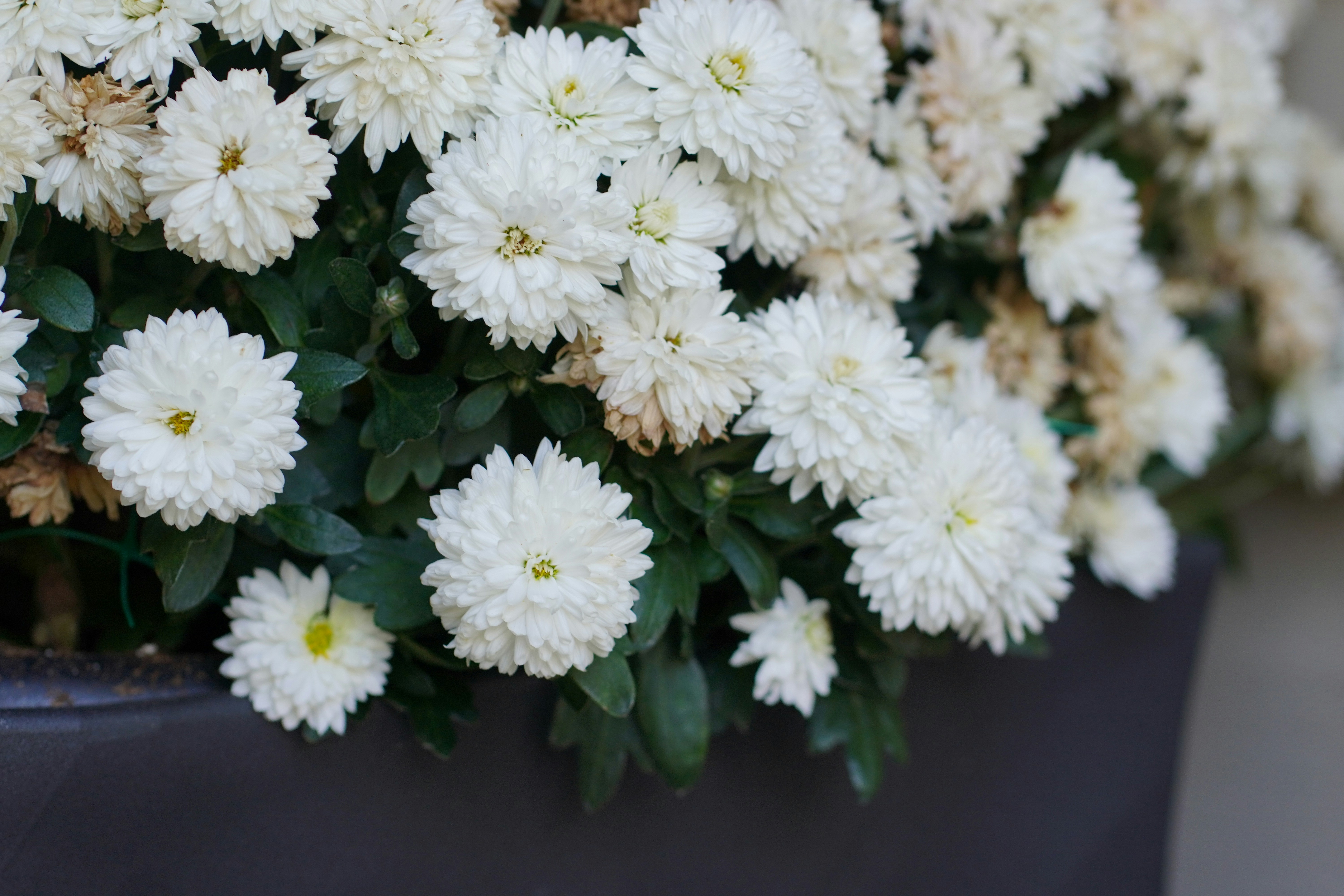 White Chrysanthemum Ring: Blossoms spilling over a dark planter