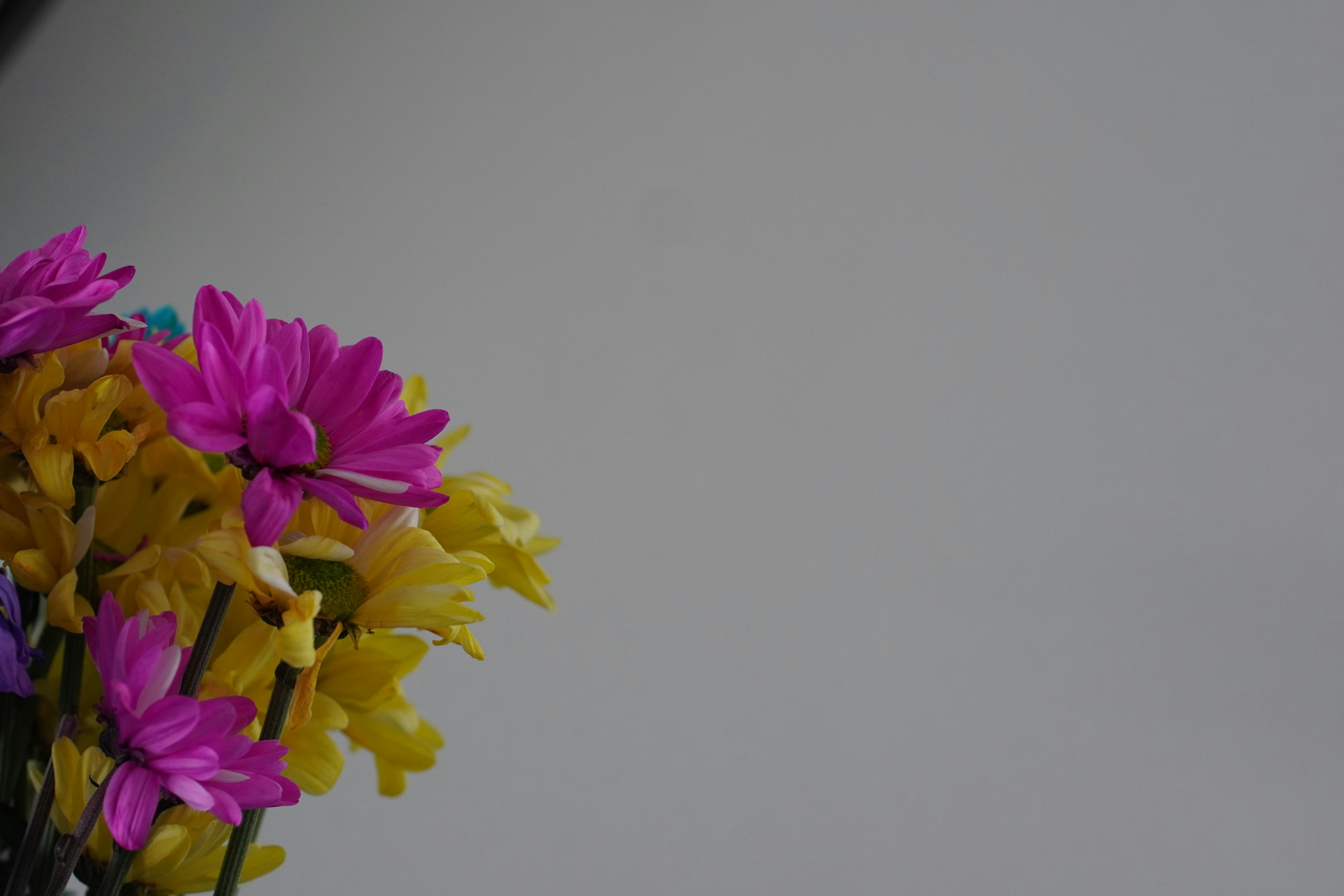 Vivid Bouquet Emerges from Soft Gray Backdrop