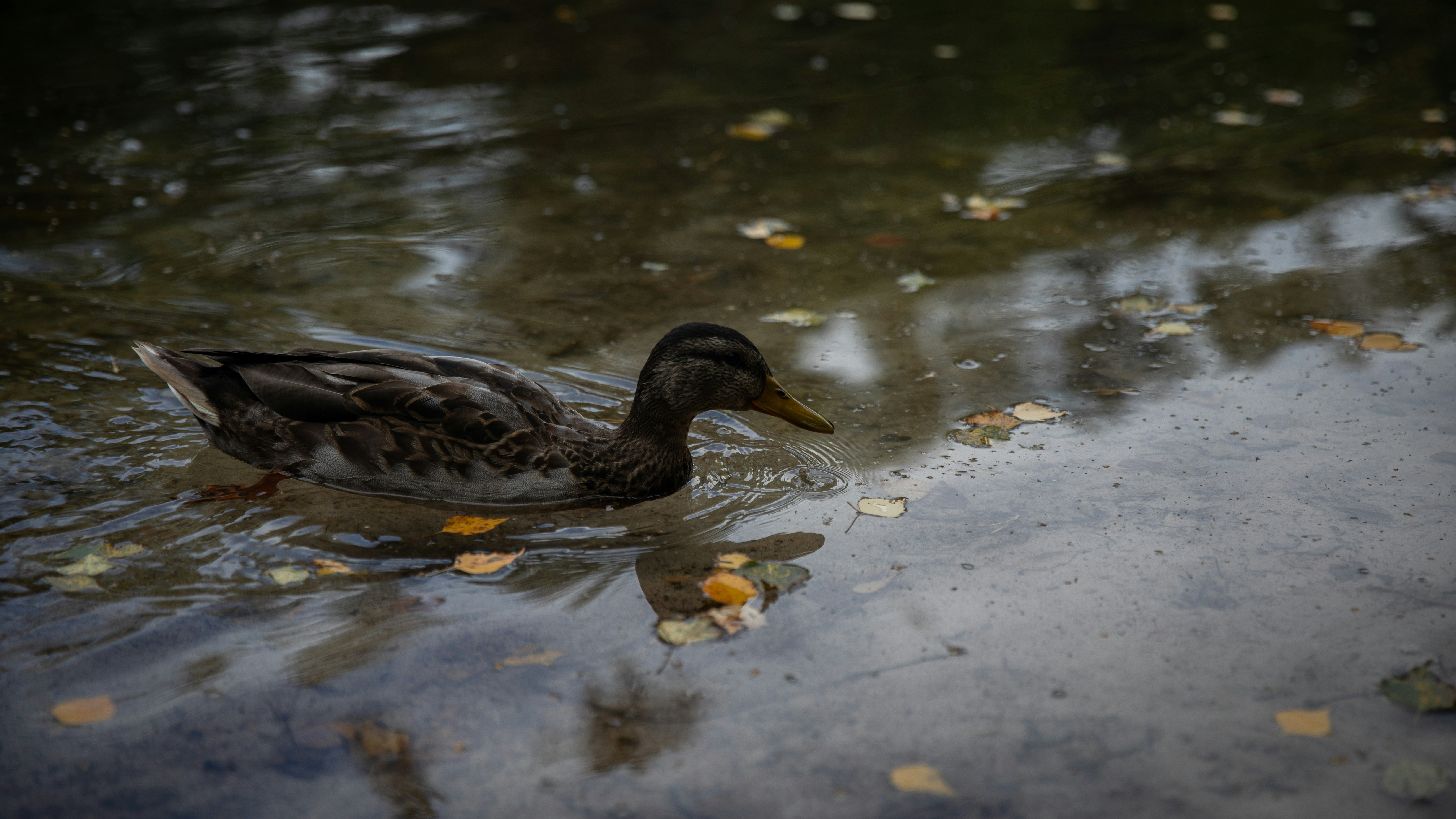 Lone Mallard Drifting Through Reflective Wetland Light