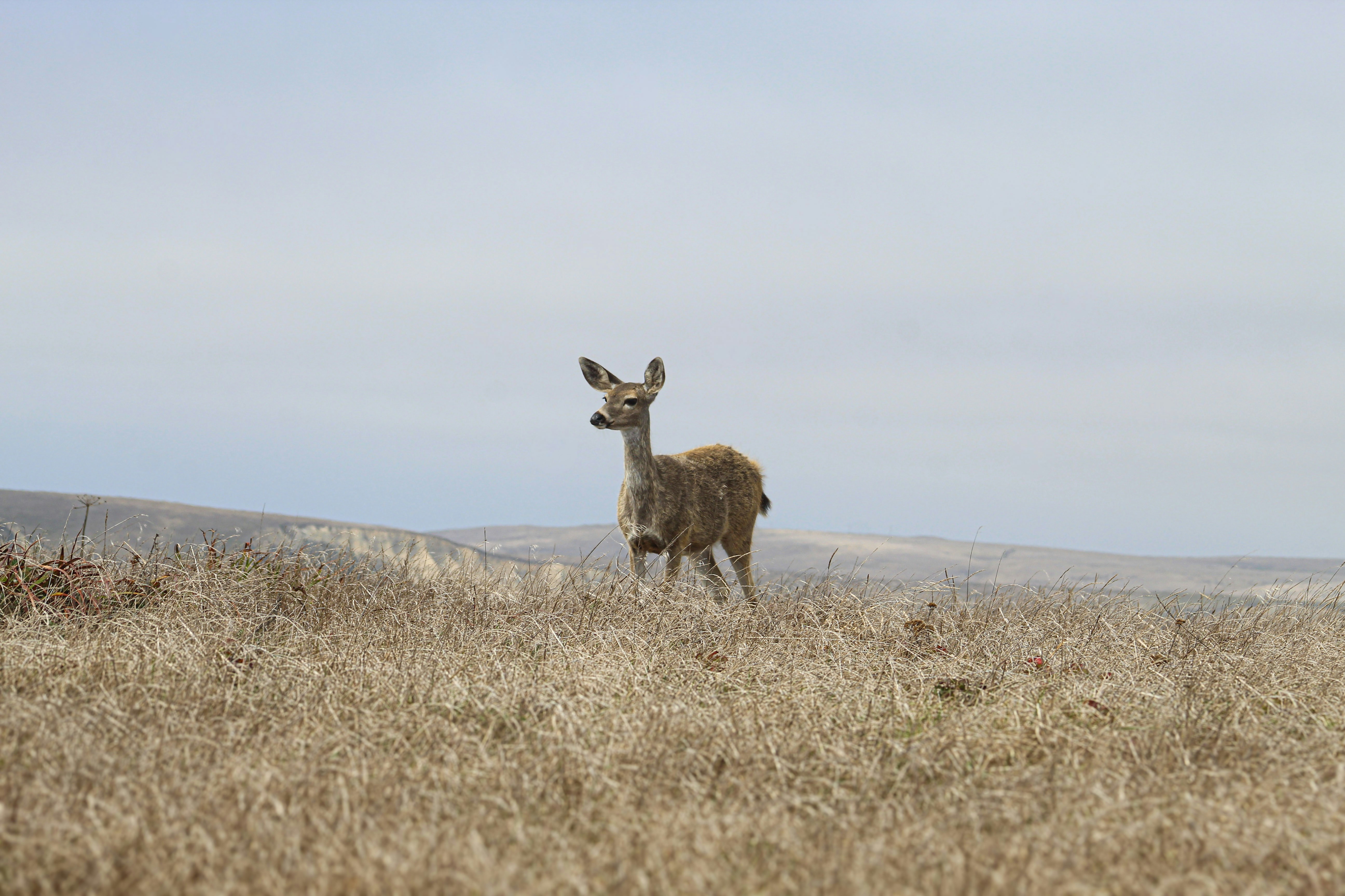  Lone antelope on a windswept plain under pale sky