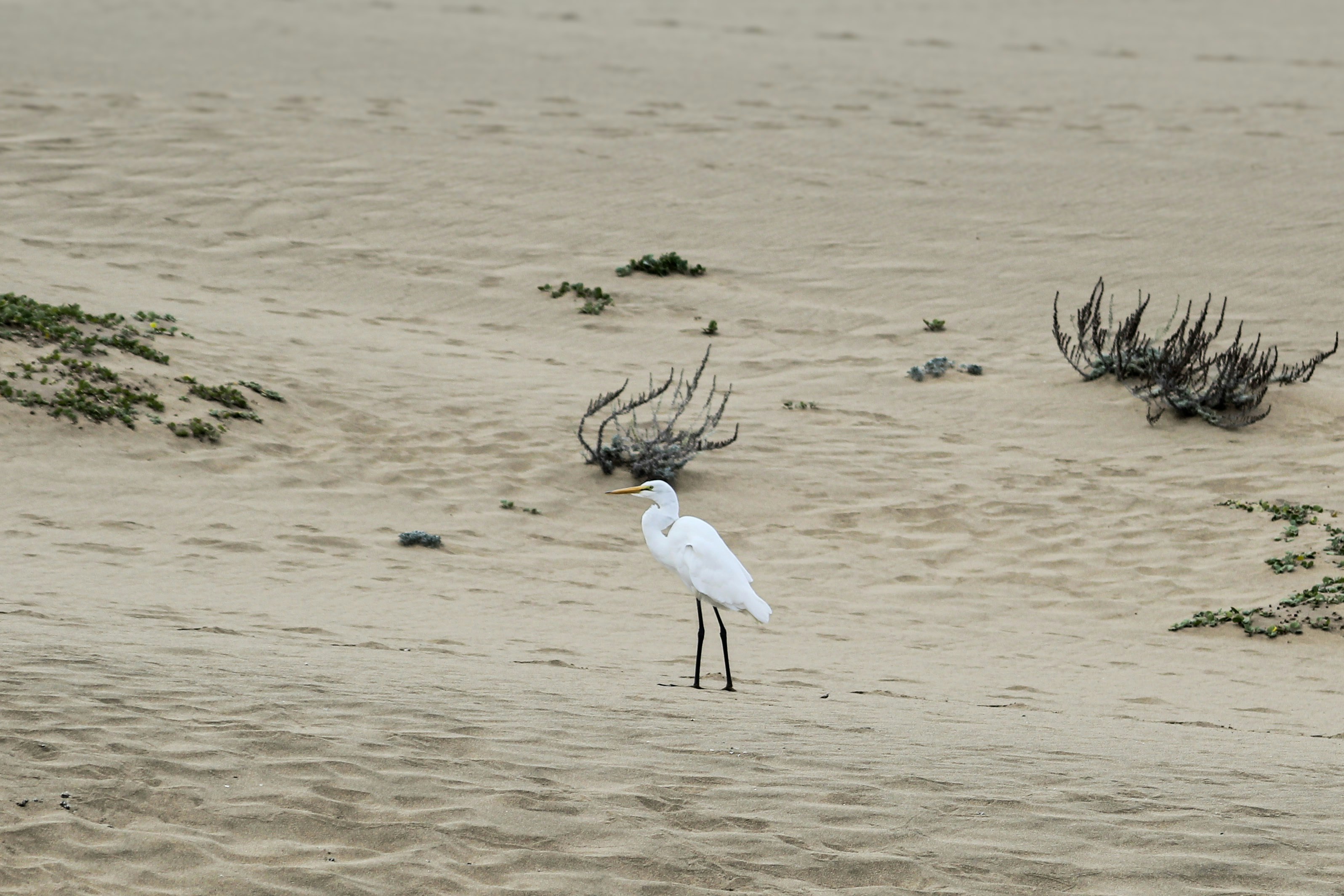 Sandland Sentinel: A White Heron Stands Amid Deserted Dunes