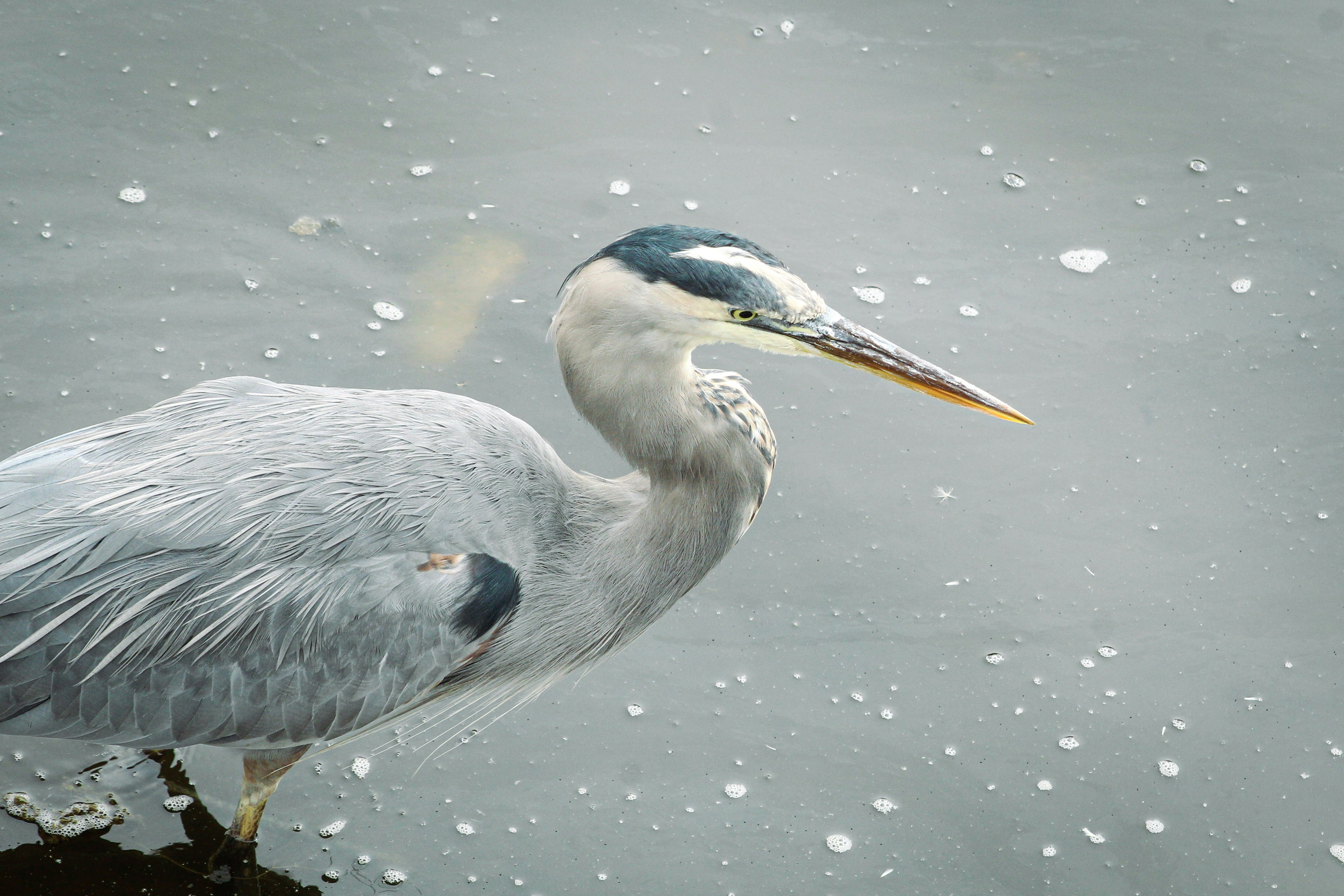 The great blue heron just wants to catch a delicious meal.