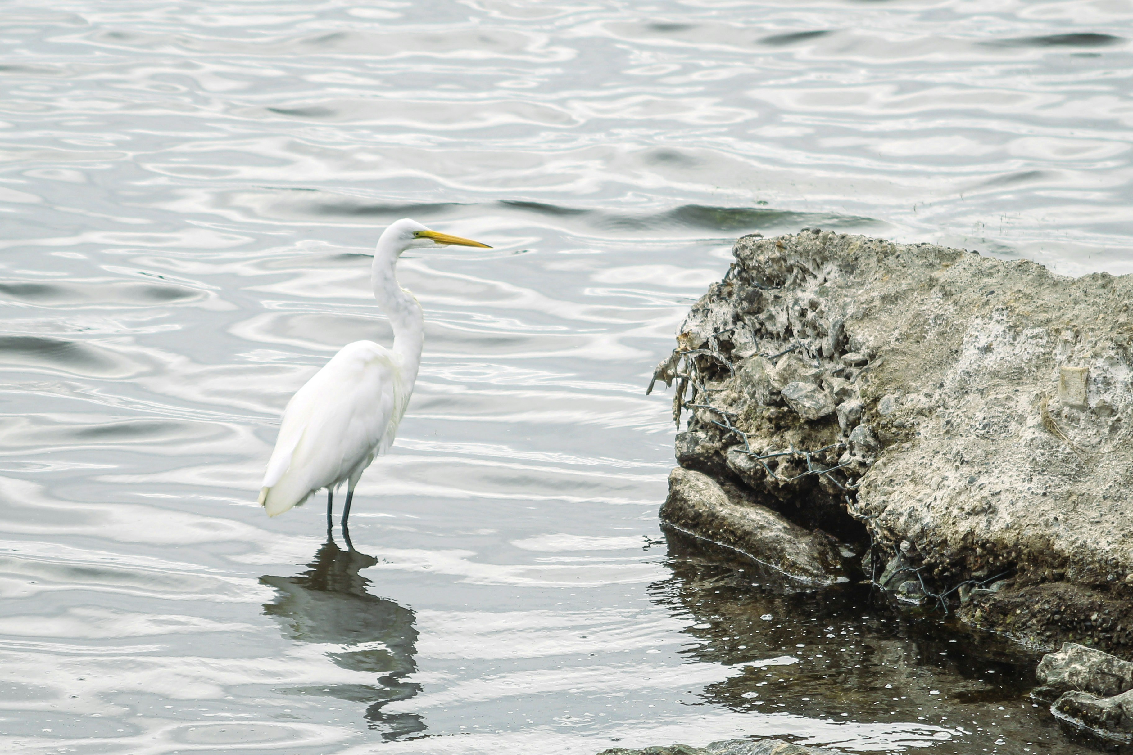 White Egret at the Edge: A Quiet Shoreline Encounter
