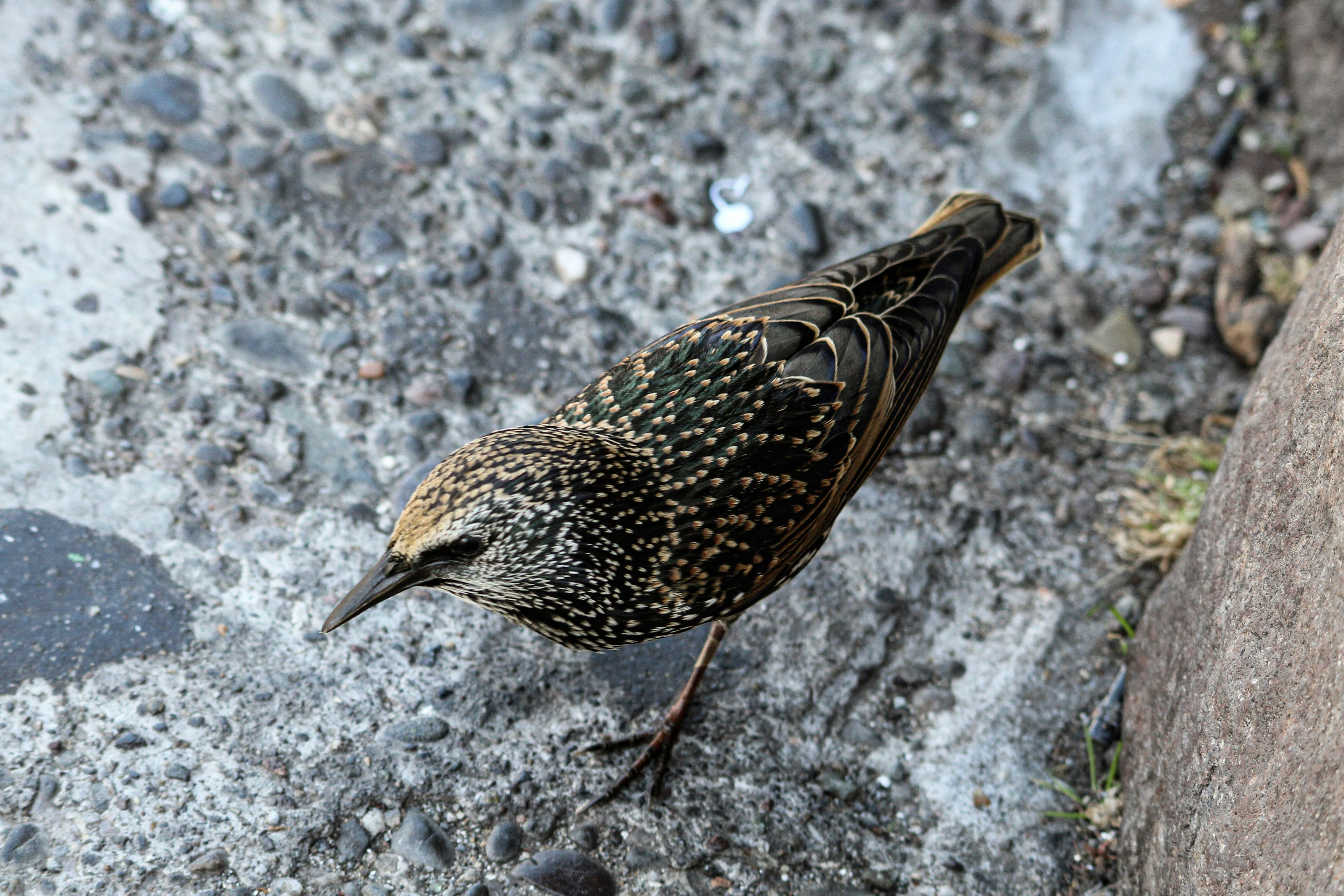 Speckled Warbler on Gravel Verge