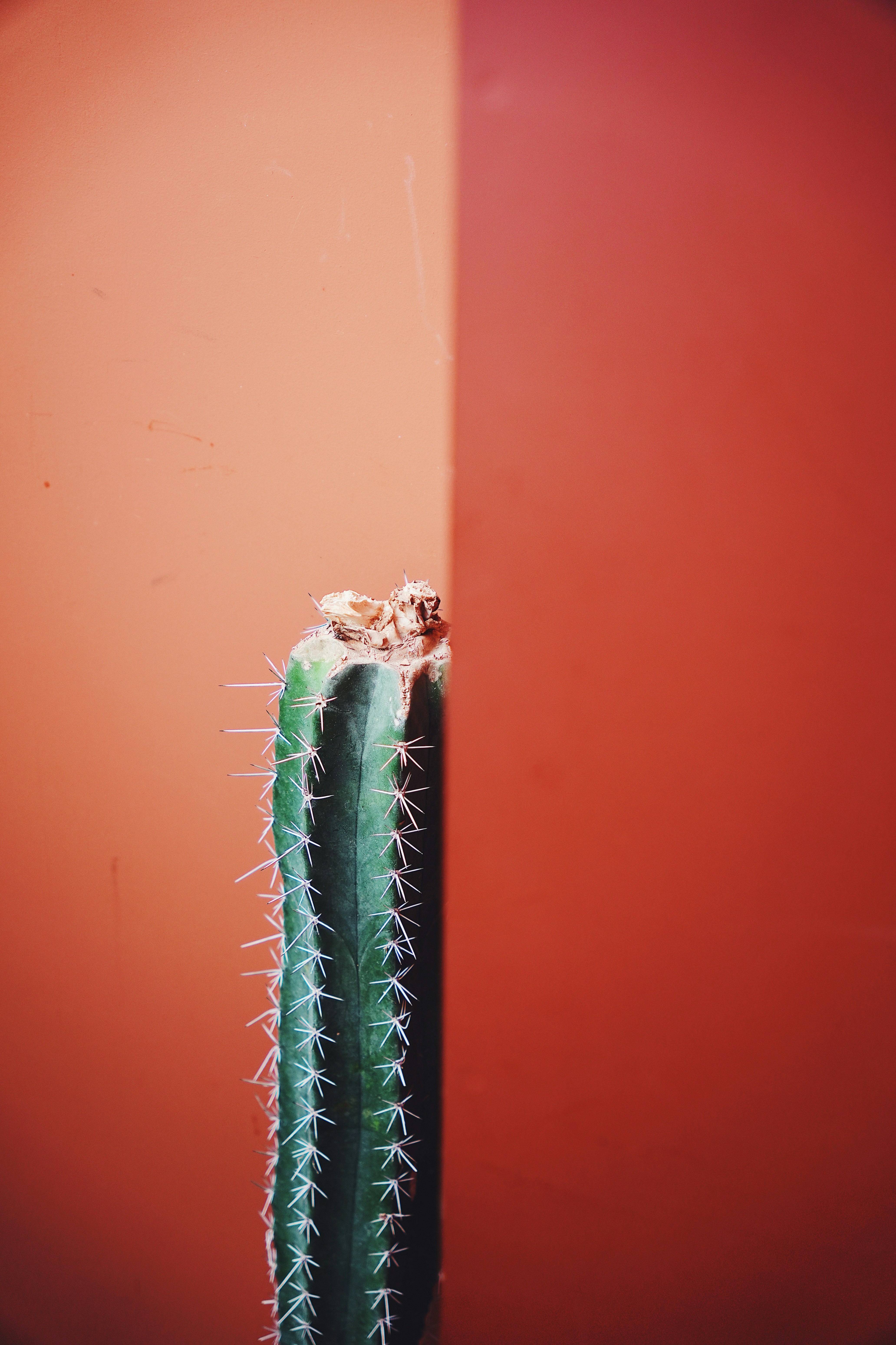A vertical cactus spine emerges against warm terracotta walls, with sharp white thorns tracing its green stalk. The scene focuses on the plant as the central subject amid a minimal, warm-toned backdrop.