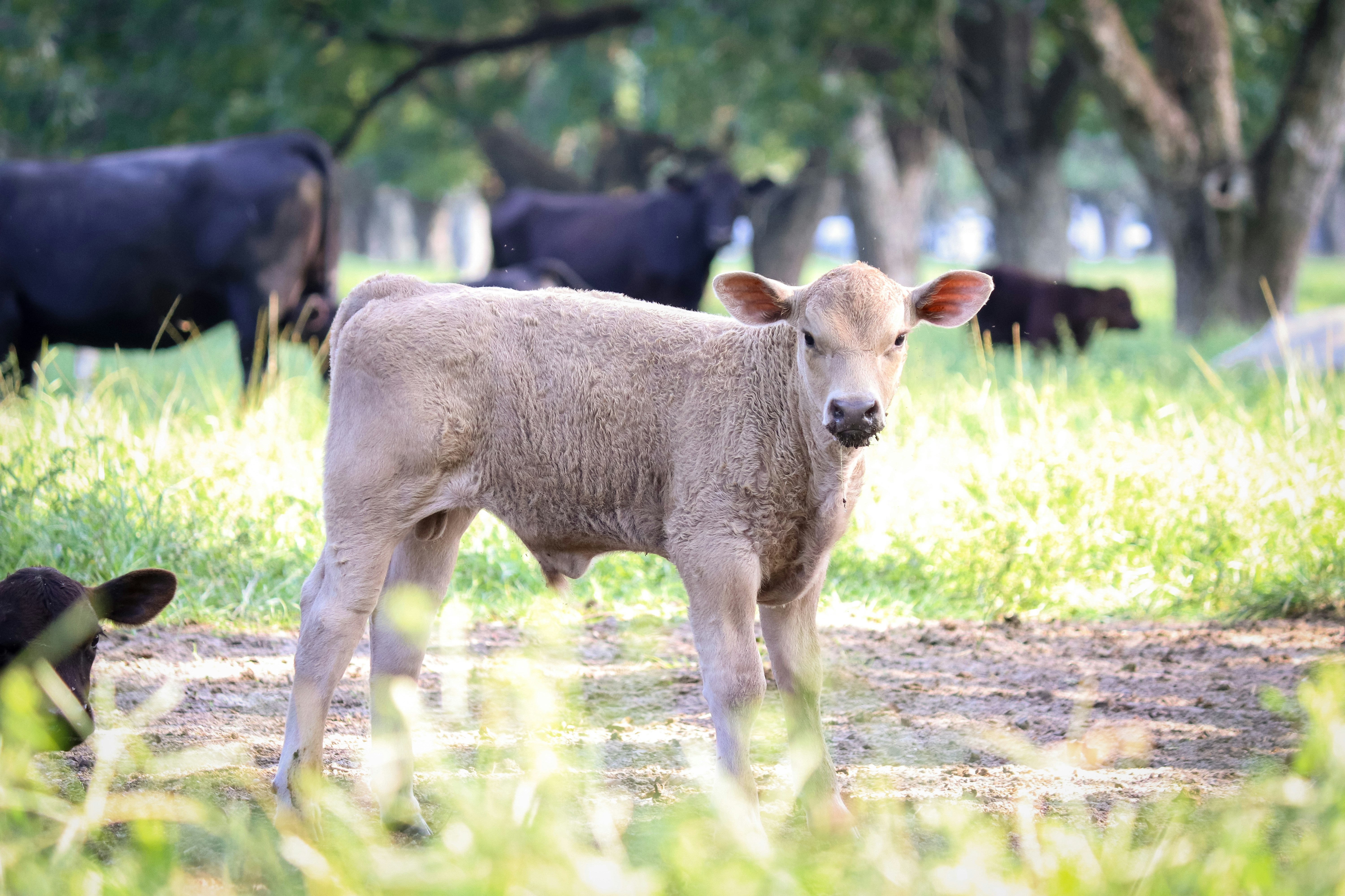 Pasture Scout: A Curious Calf Surrounded by Quiet Cattle