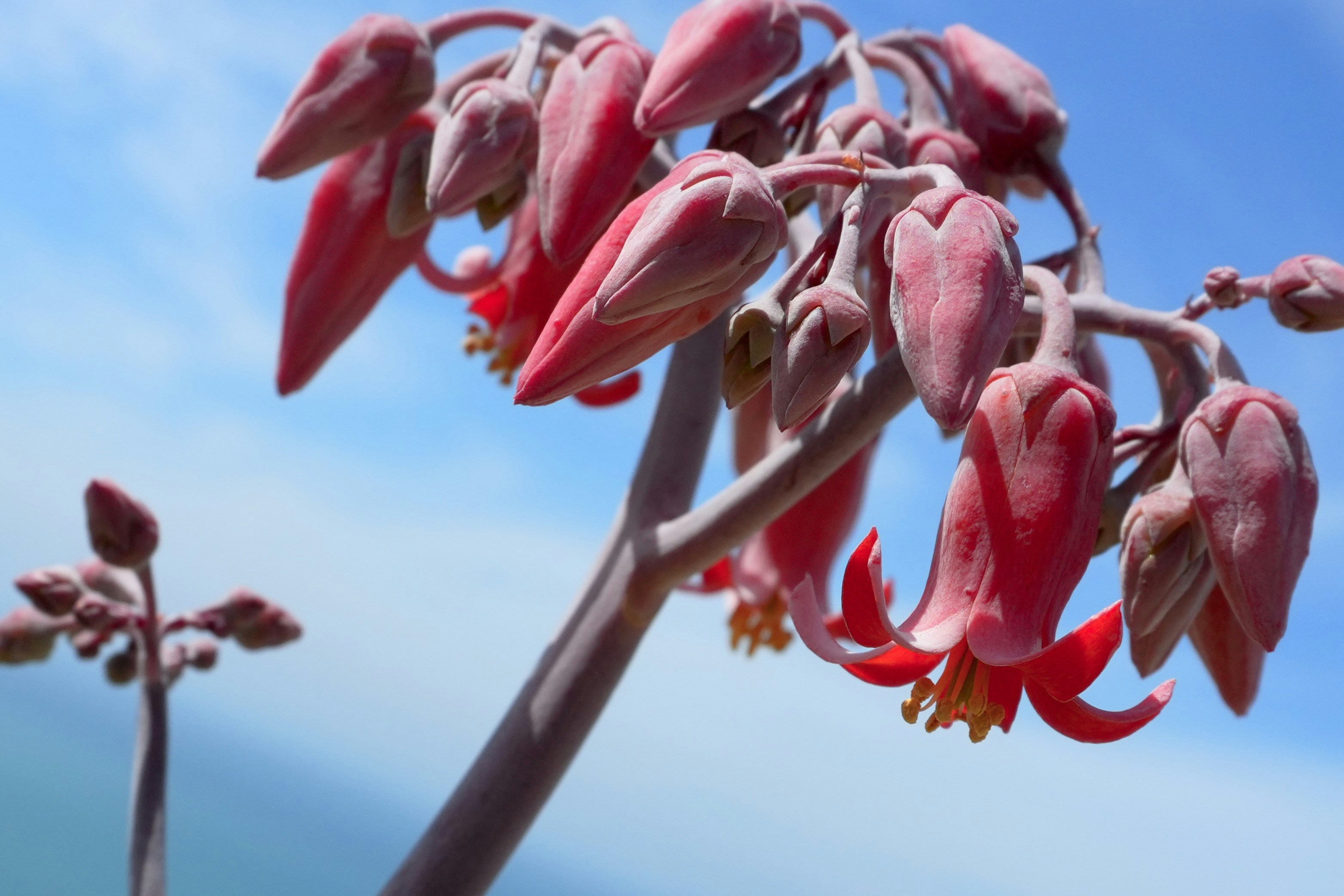 Crimson Blooms Against a Cerulean Sky