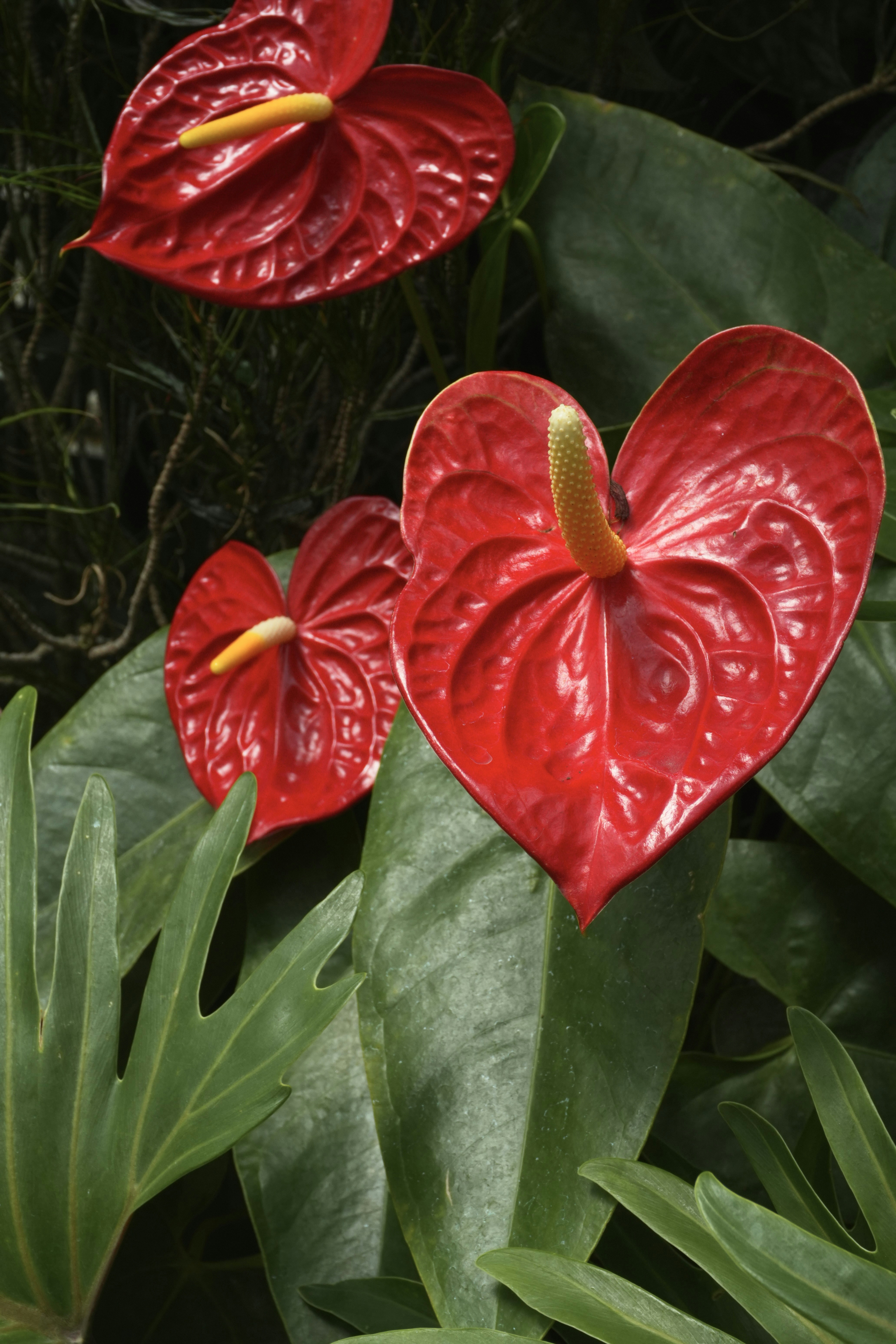 Red Heart of the Jungle: Anthurium Cascade