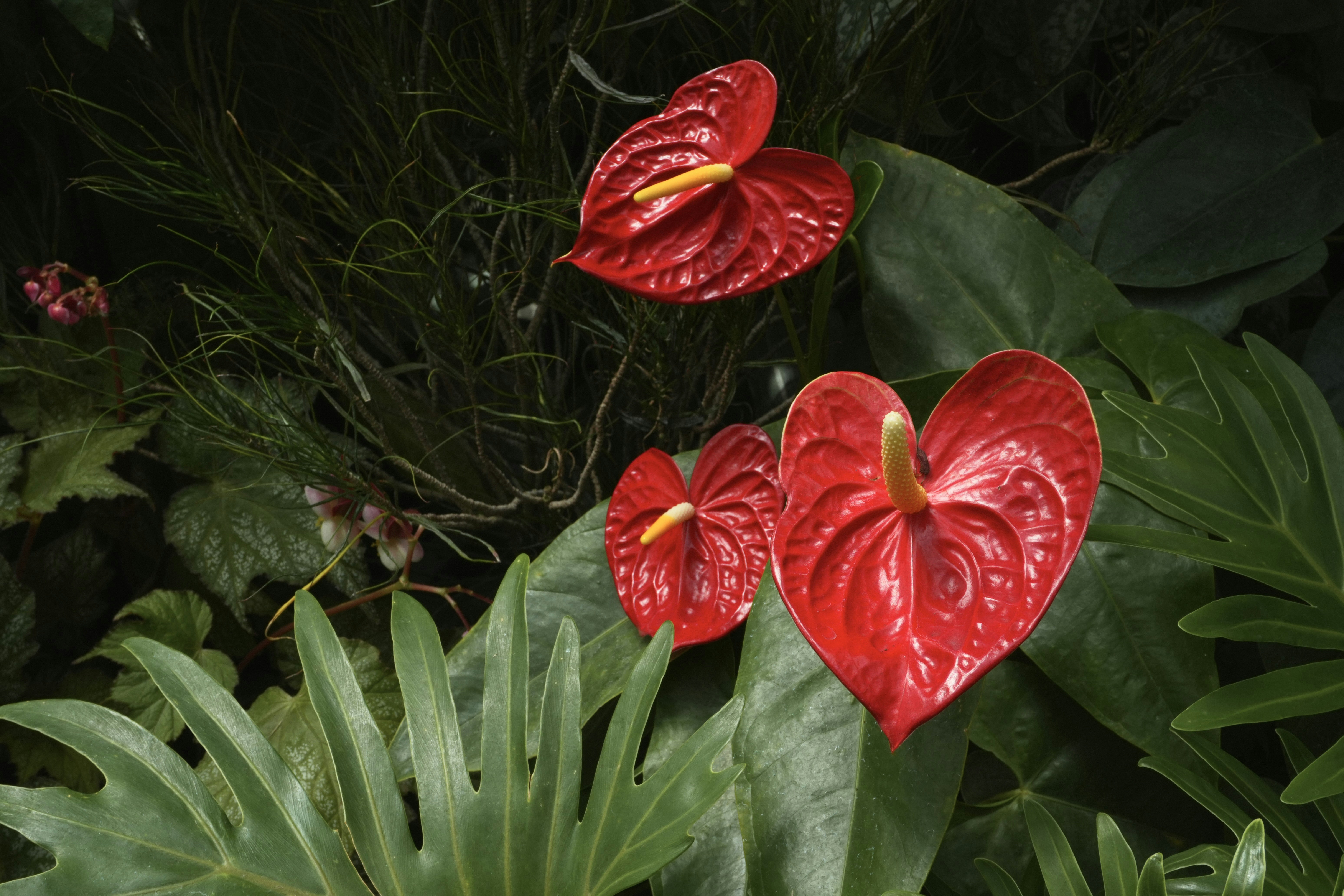 Crimson Heartflowers among Jungle Green
