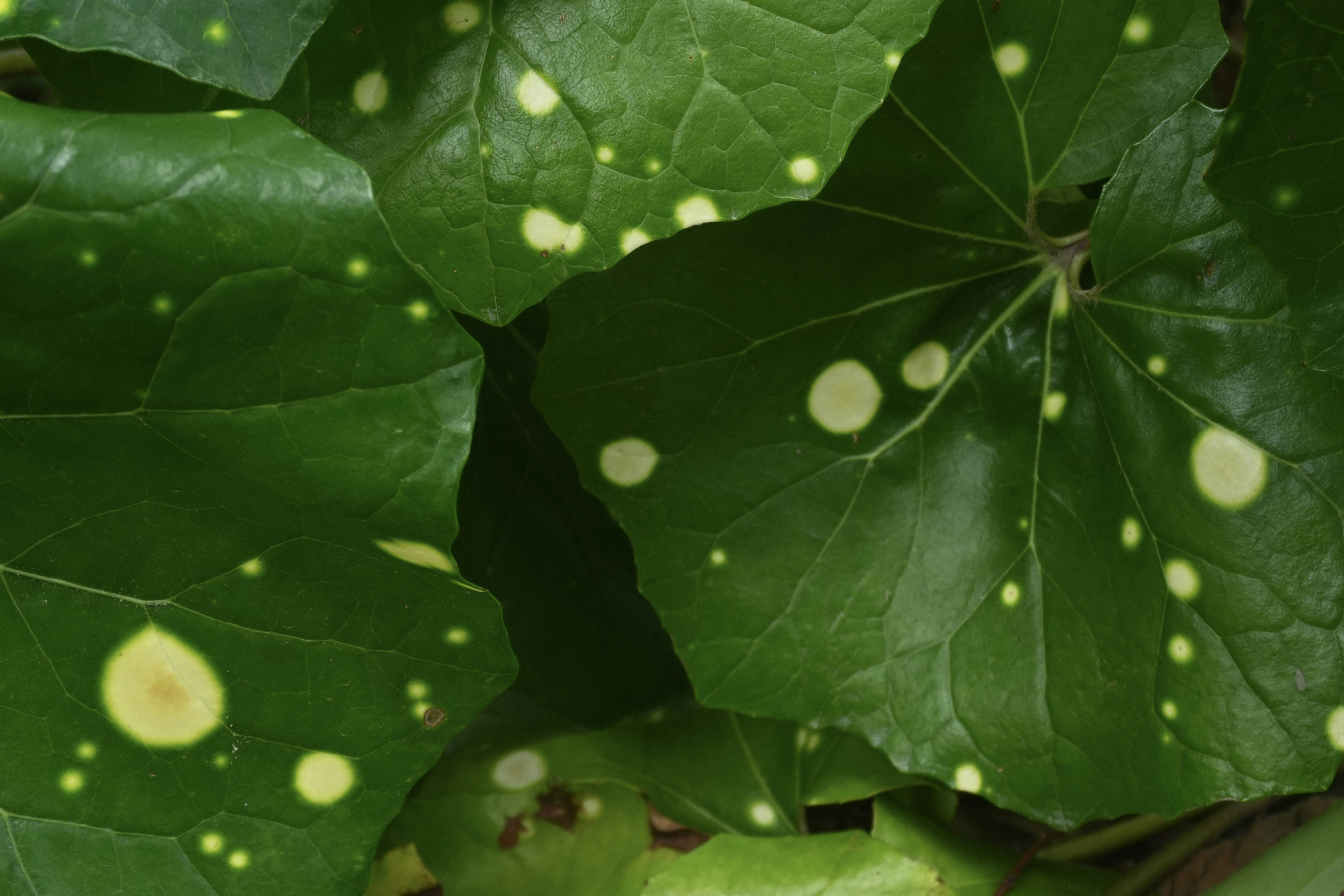 Emerald Veil: Dappled Leaves with Pale Spot Patterns