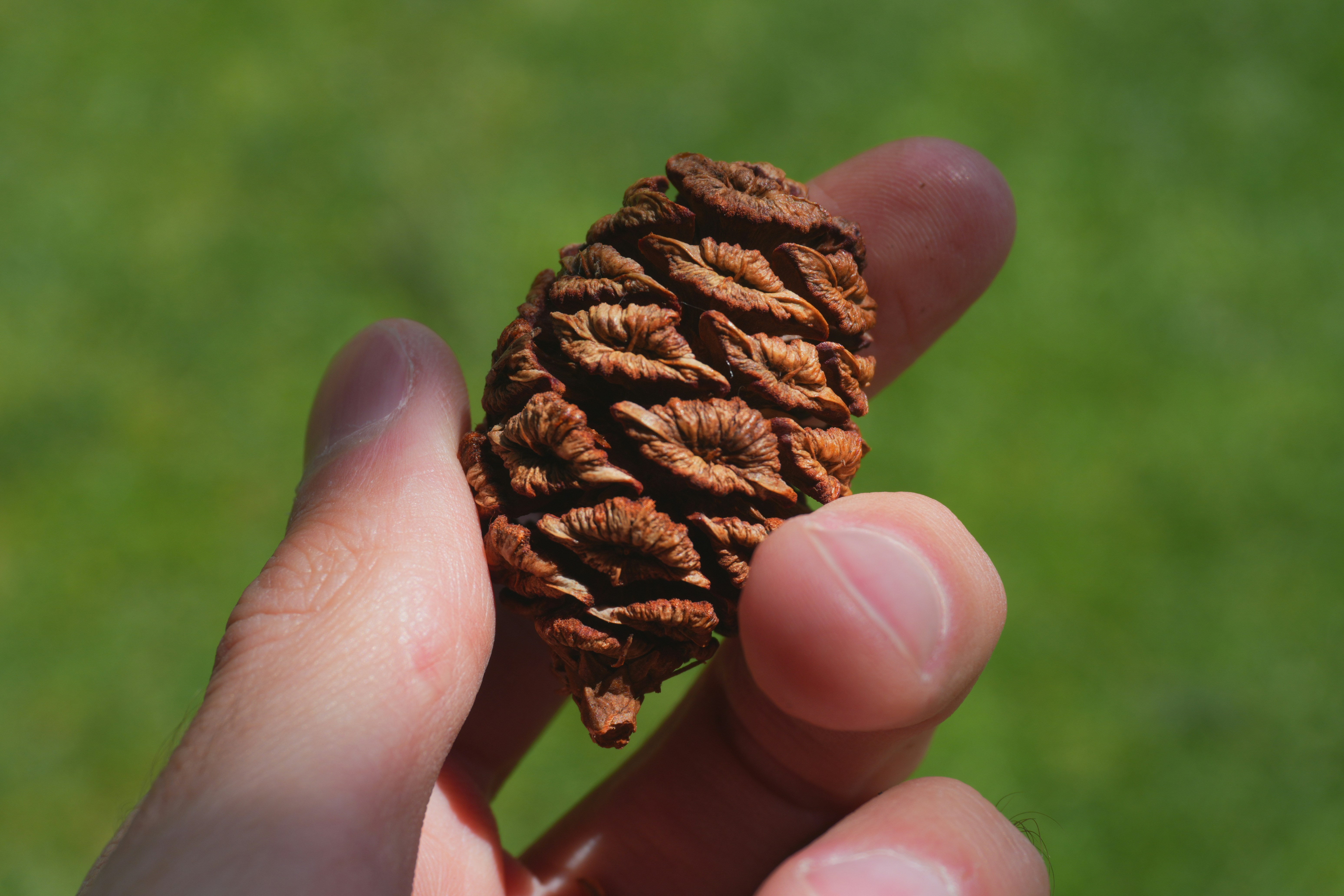 Close‑up Pinecone: Texture and Grip in Sunlit Green