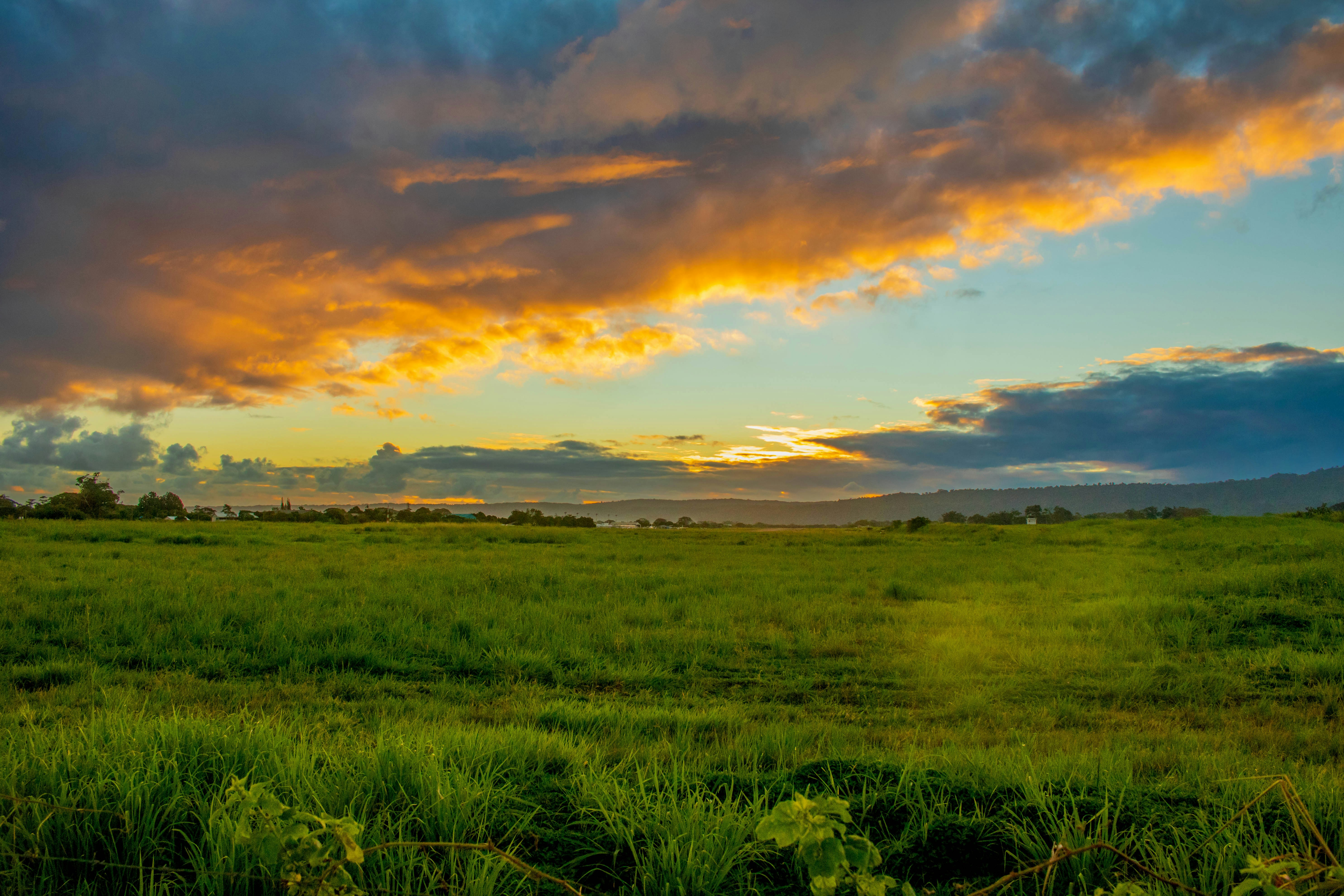 Golden Horizon: Sunlit Grassland Under a Fiery Sky