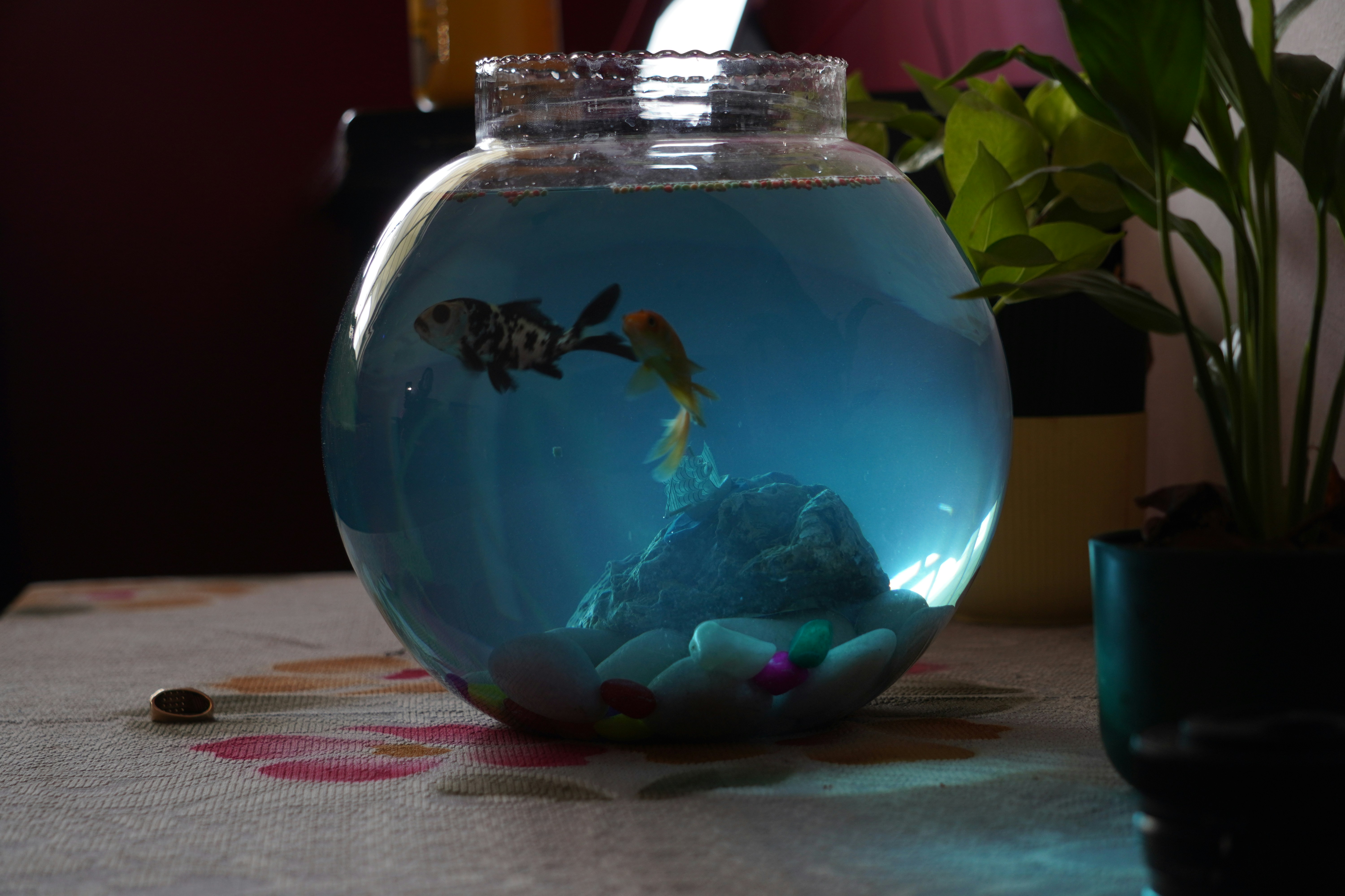 Goldfish Orbit: A Round Aquarium Scene with Light Reflections