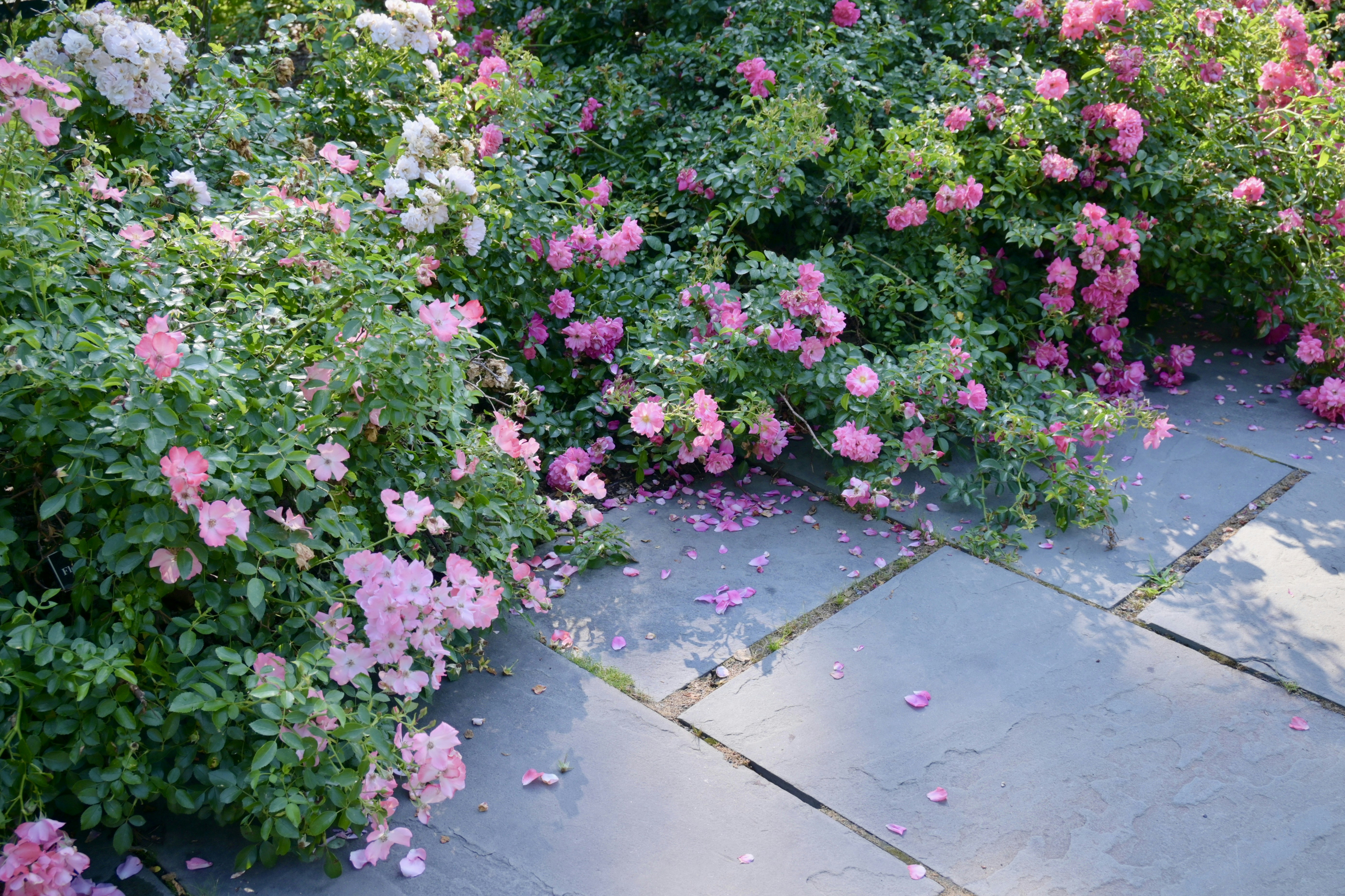 Sunlit Pink Roses Along a Stone Path
