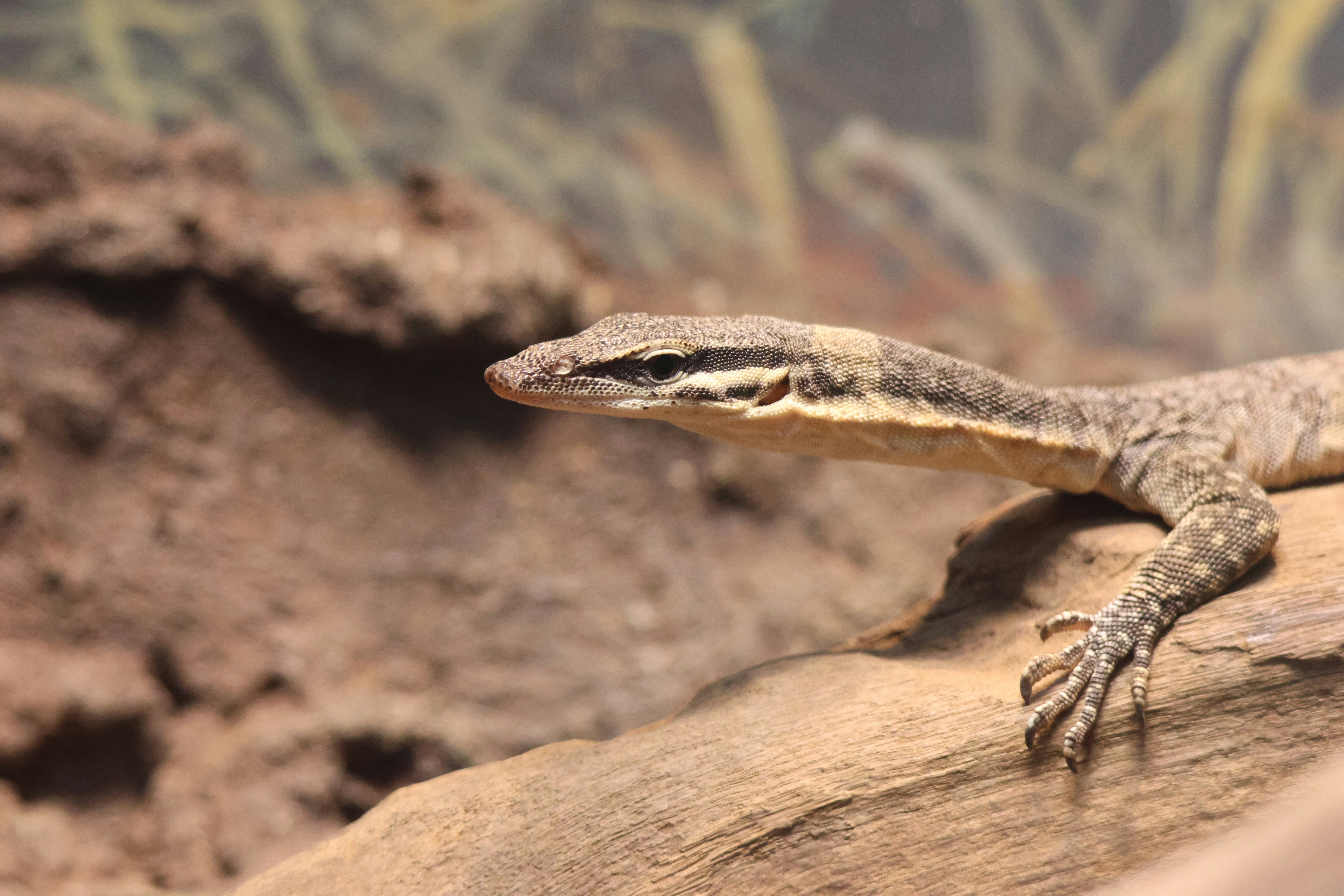 Grounded Watcher: A Desert Lizard Pauses on a Log