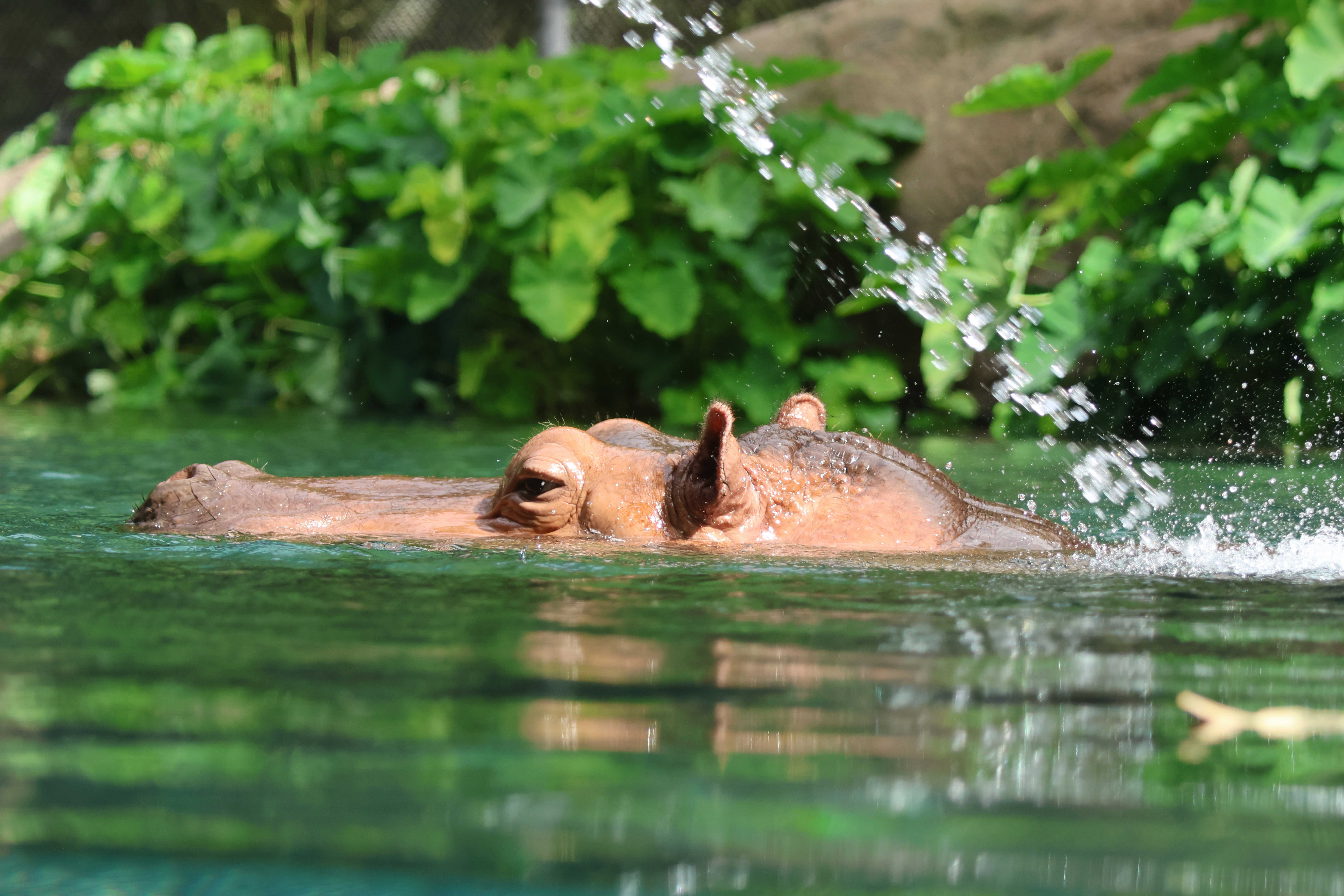 A hippo's head and eye emerge above calm water with a spray of water arching overhead, surrounded by lush green foliage. The scene captures a moment of partial immersion in a tropical habitat.